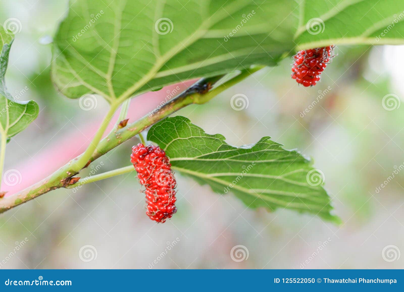 Red Mulberry Fruit on Tree, Berry in Farm. Stock Photo - Image of ...