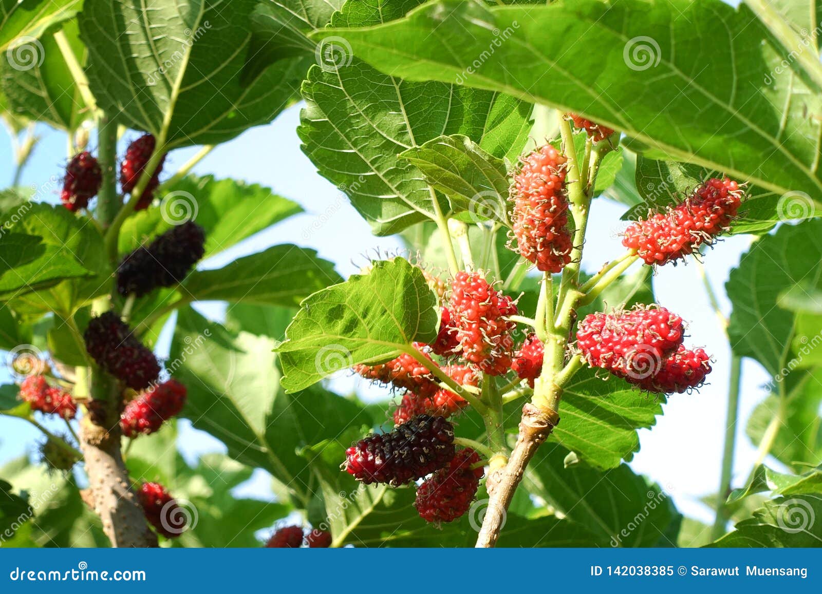Red mulberry fruit on tree stock image. Image of closeup - 142038385