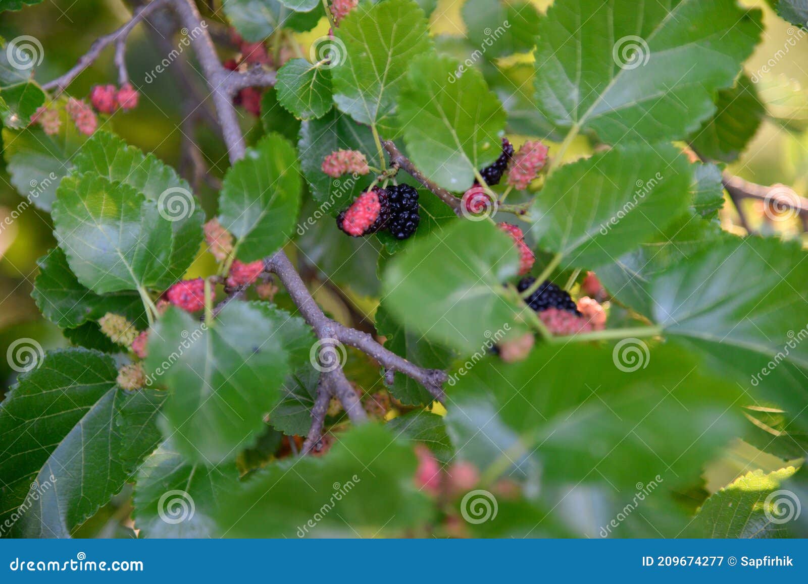 Red mulberry stock image. Image of plant, food, natural - 209674277