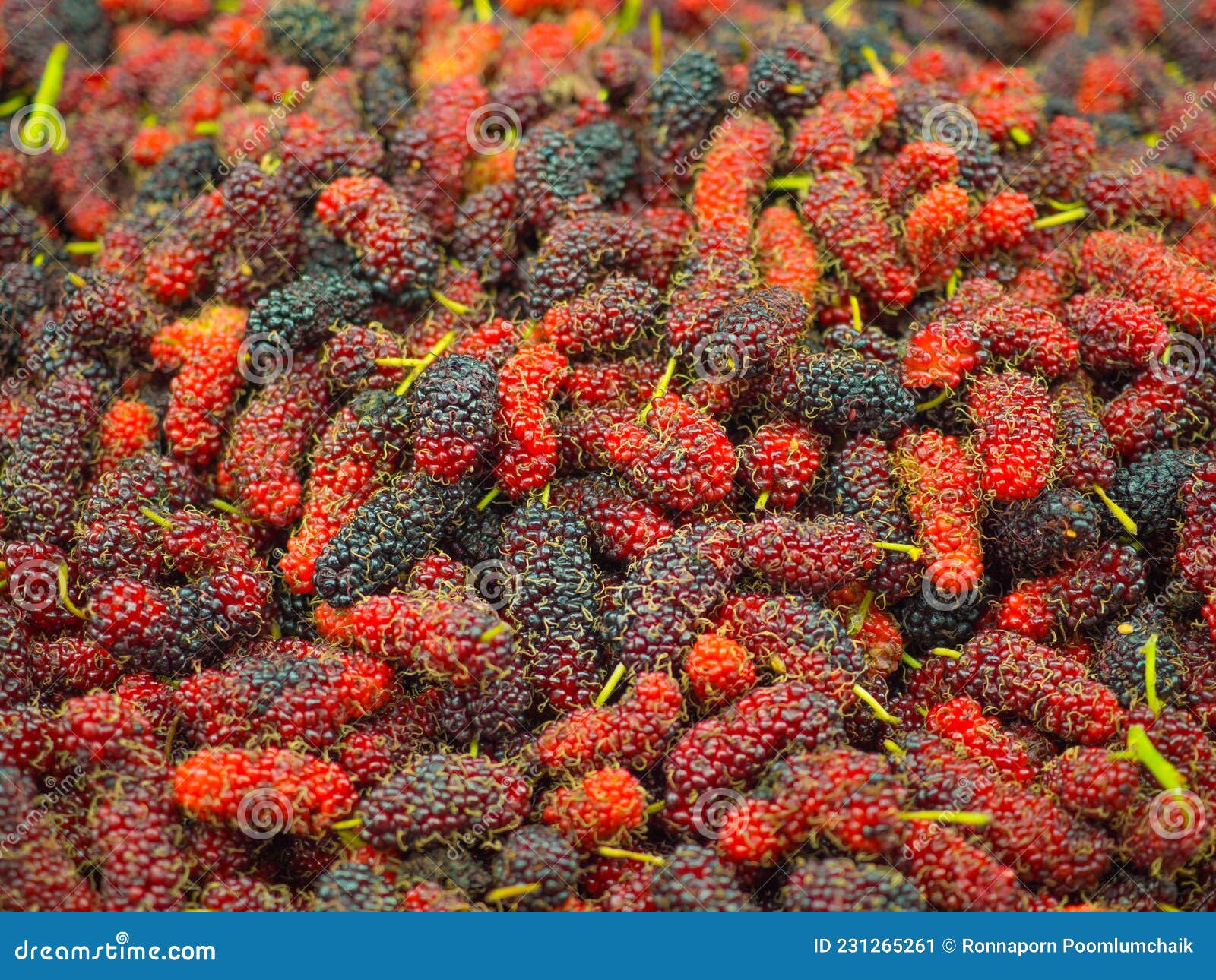 Red Mulberrys Fruit , the Close-up of Ripe Mulberry Fruit Stock Image ...