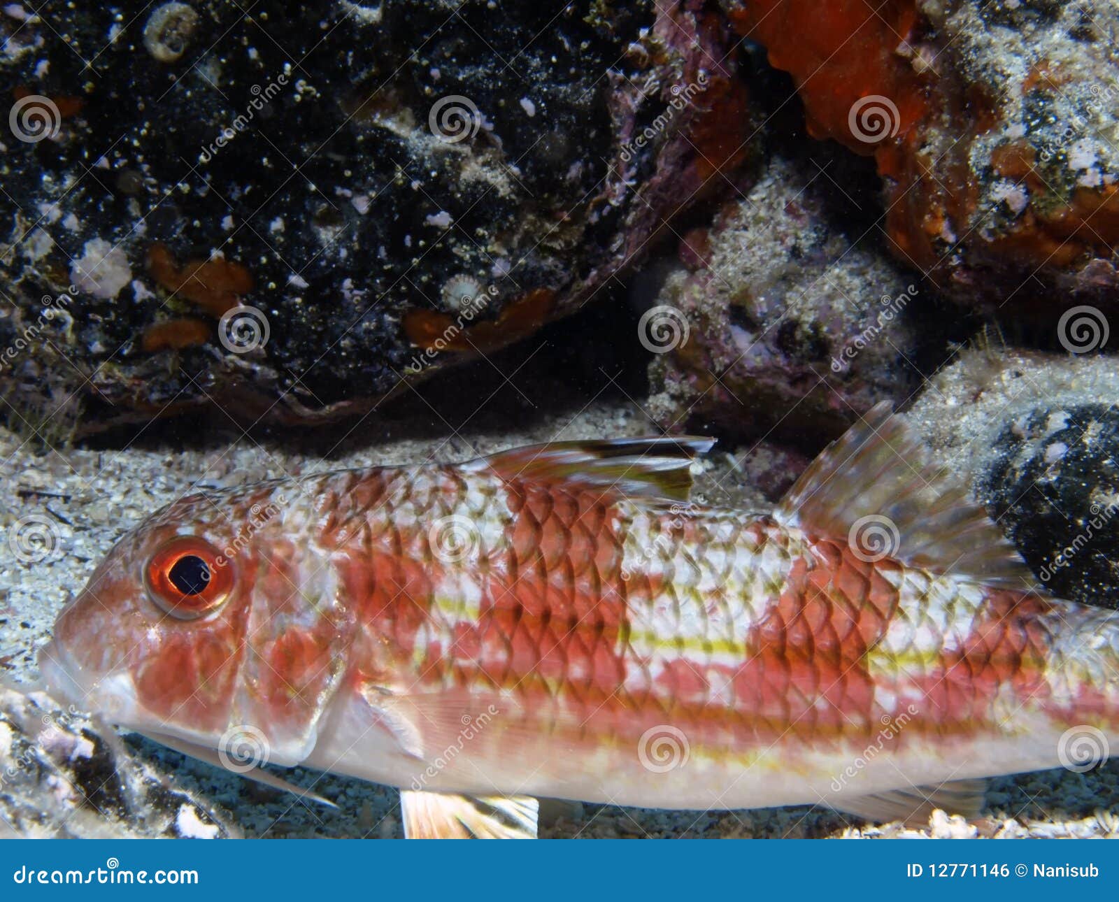 Red mullet stock photo. Image of spain, diving, canary - 12771146
