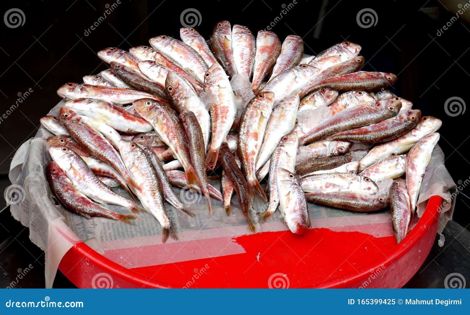 Red mullet stock image. Image of species, surmullets - 165399425