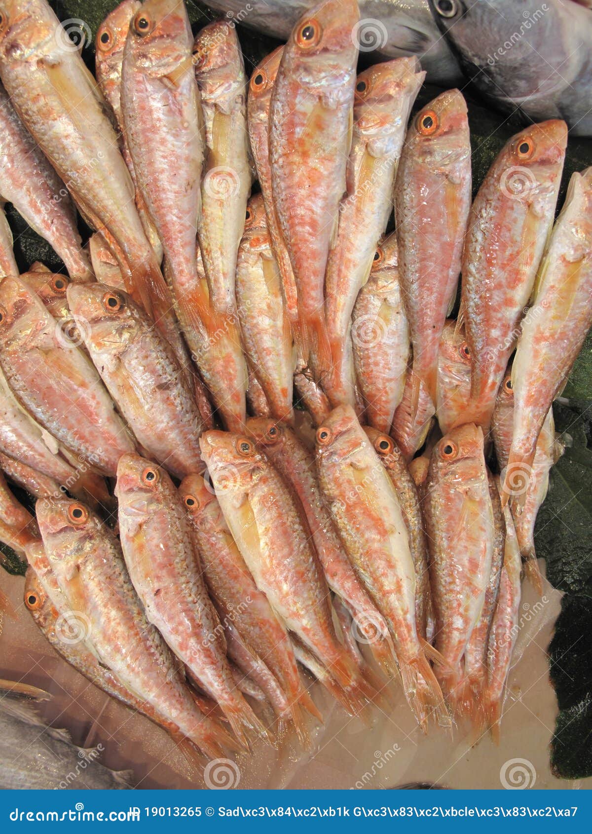Red Mullet stock image. Image of barbun, japan, beard - 19013265