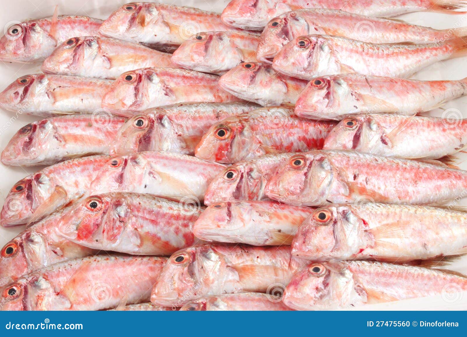 Red mullet stock photo. Image of white, closeup, barbel - 27475560