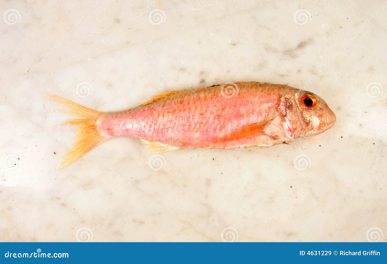 Red Mullet stock image. Image of tail, fish, gill, marble - 4631229