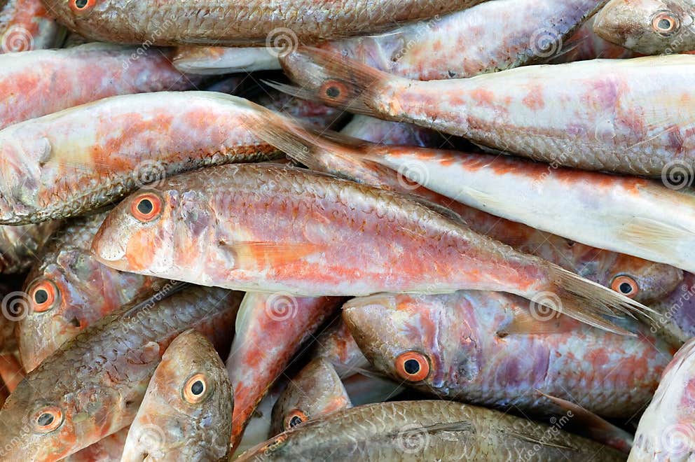 Red mullet fish stock photo. Image of catch, water, fishing - 1738738