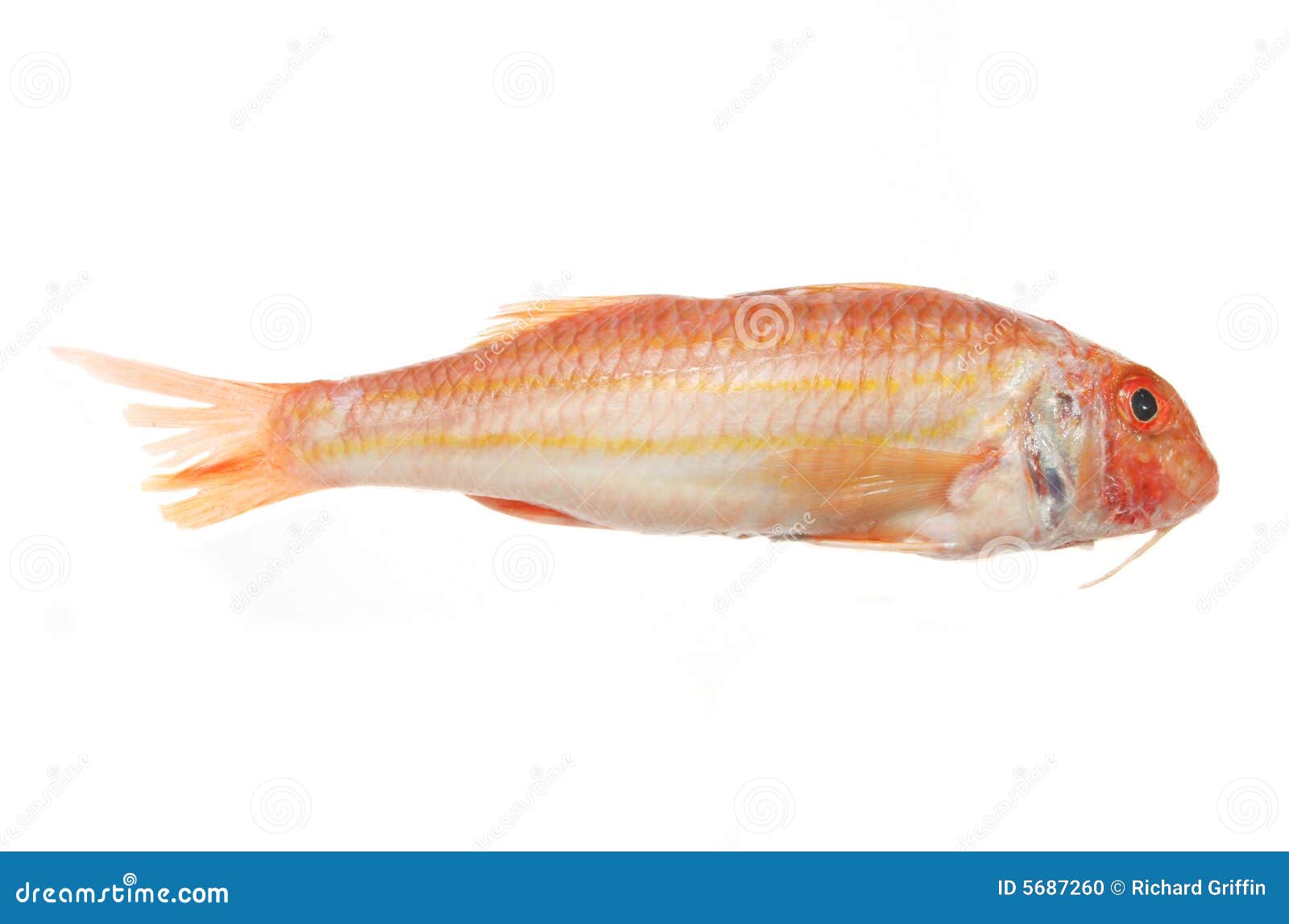 Red Mullet Fish