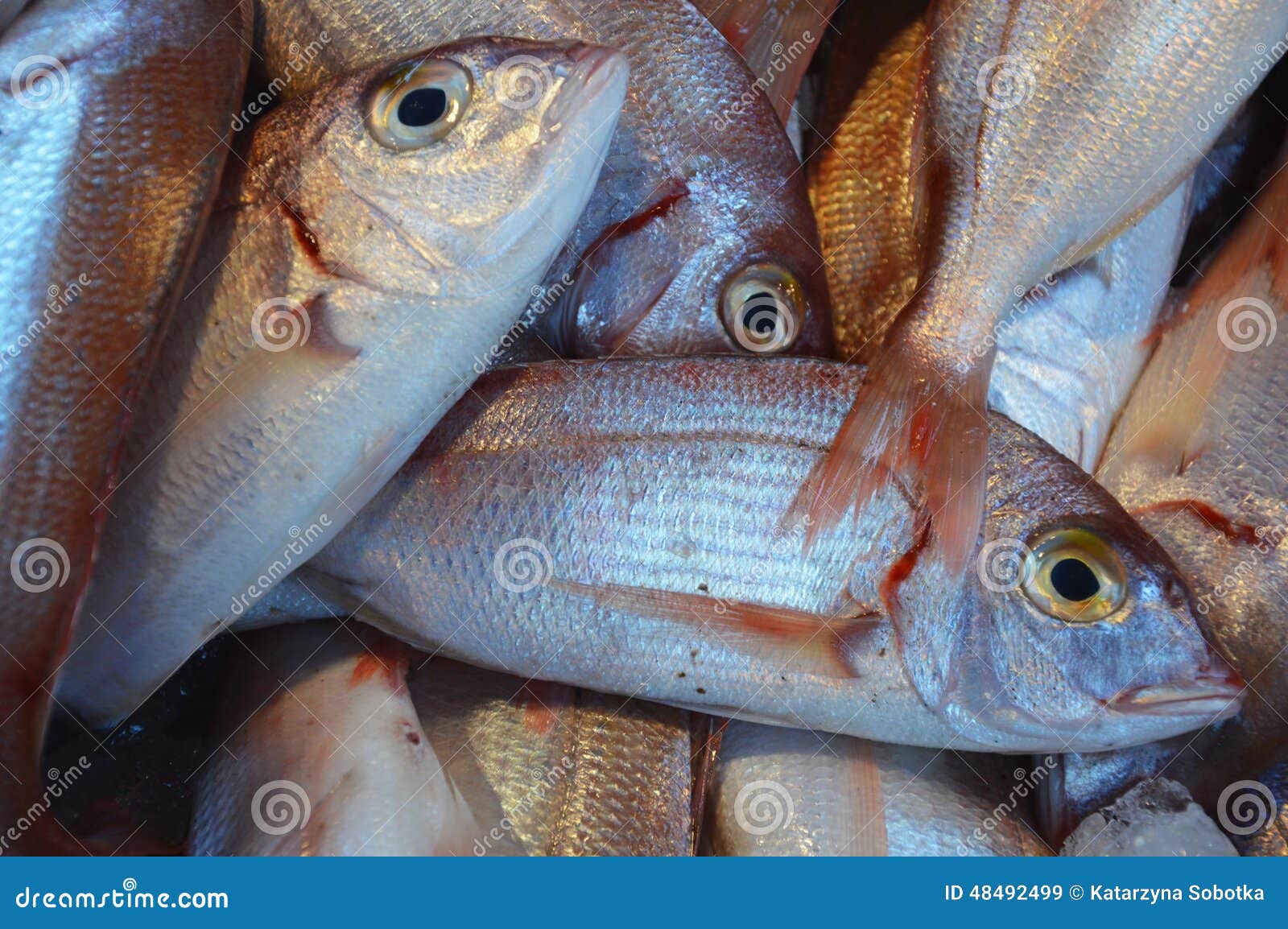 Red mullet stock image. Image of mullet, food, gastronomy - 48492499