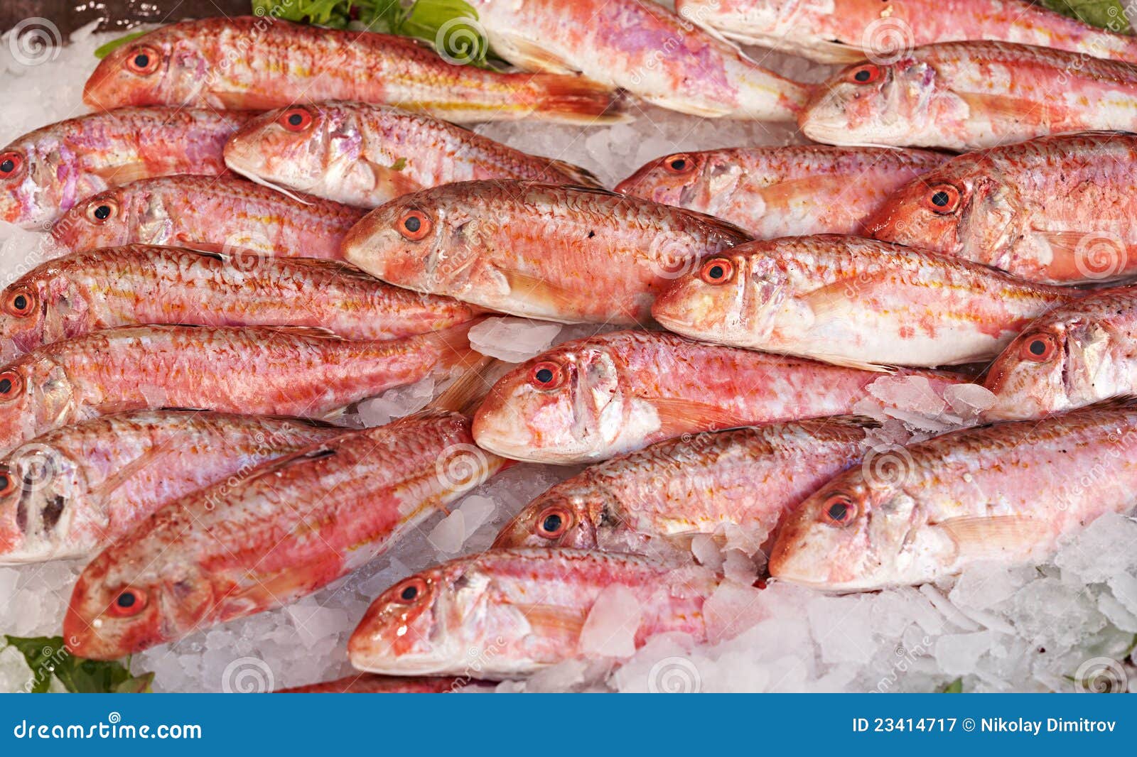 Red mullet fish for sale stock image. Image of catch - 23414717