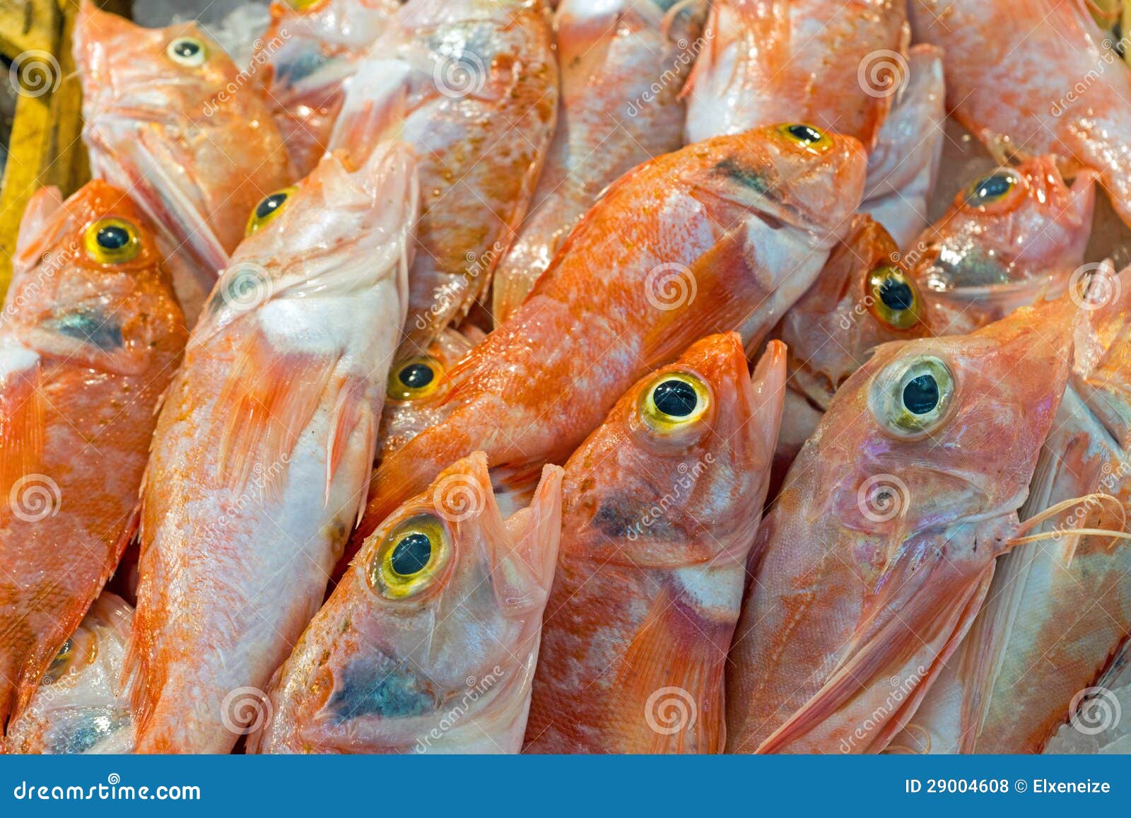 Red mullet fish for sale stock photo. Image of fishery - 29004608