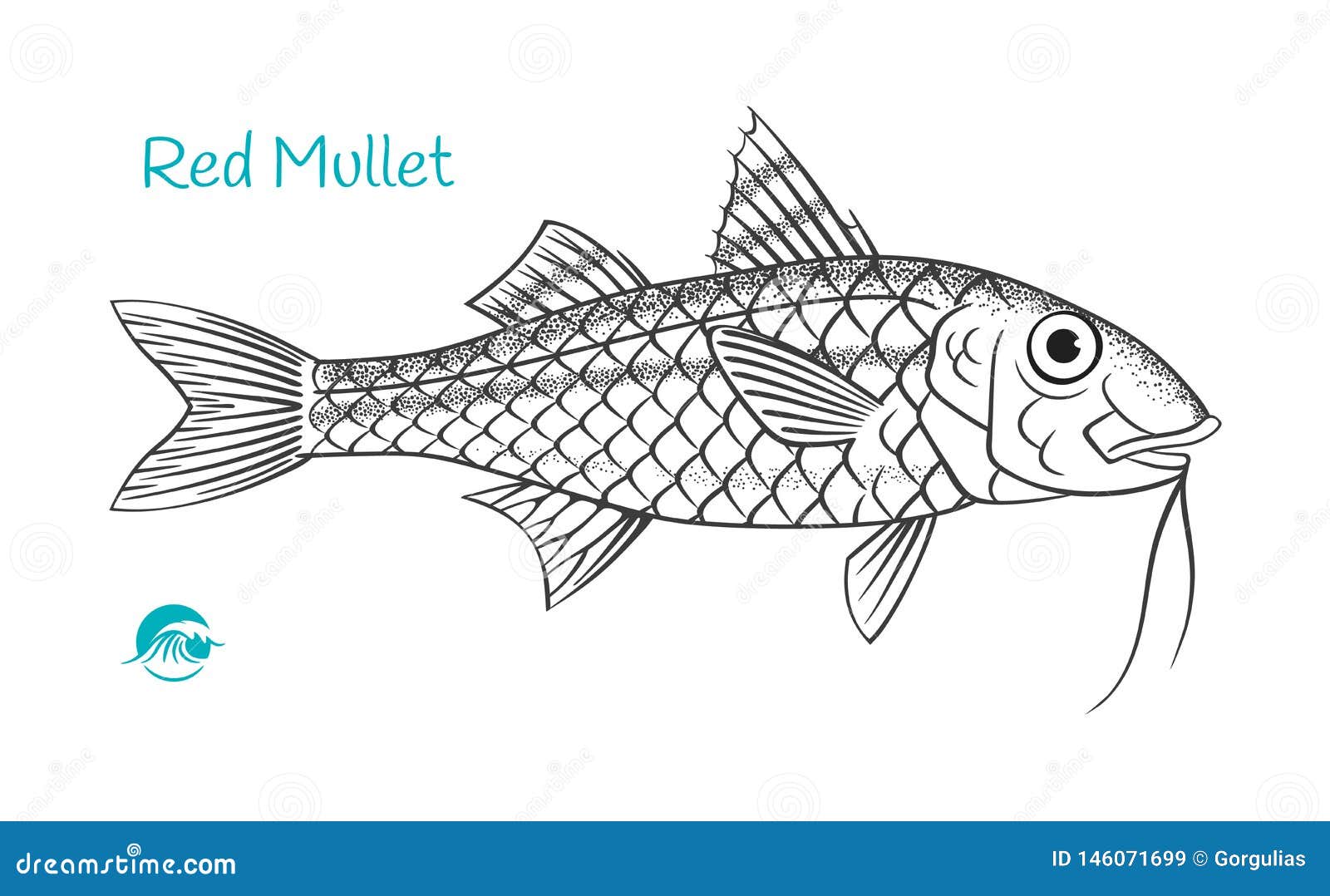 Red Mullet Hand-drawn Illustration Stock Vector - Illustration of black ...