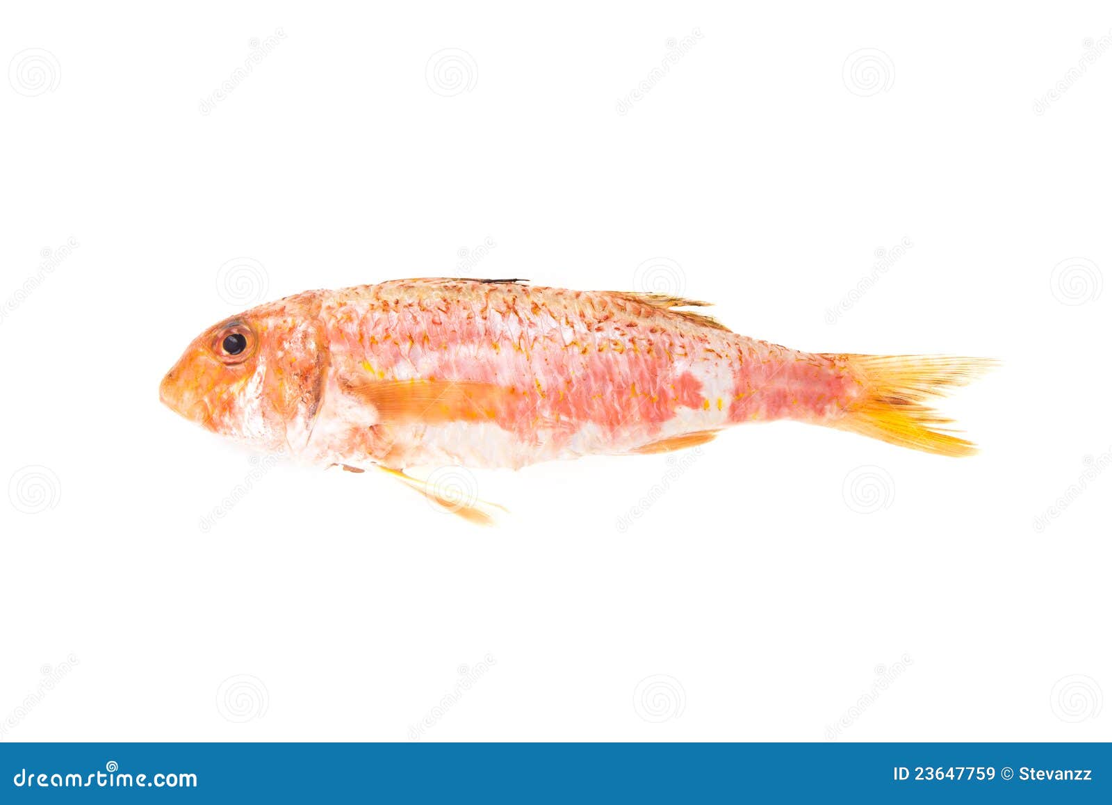 Red Mullet Mediterranean Fish. Raw Food. Stock Image - Image of meat ...
