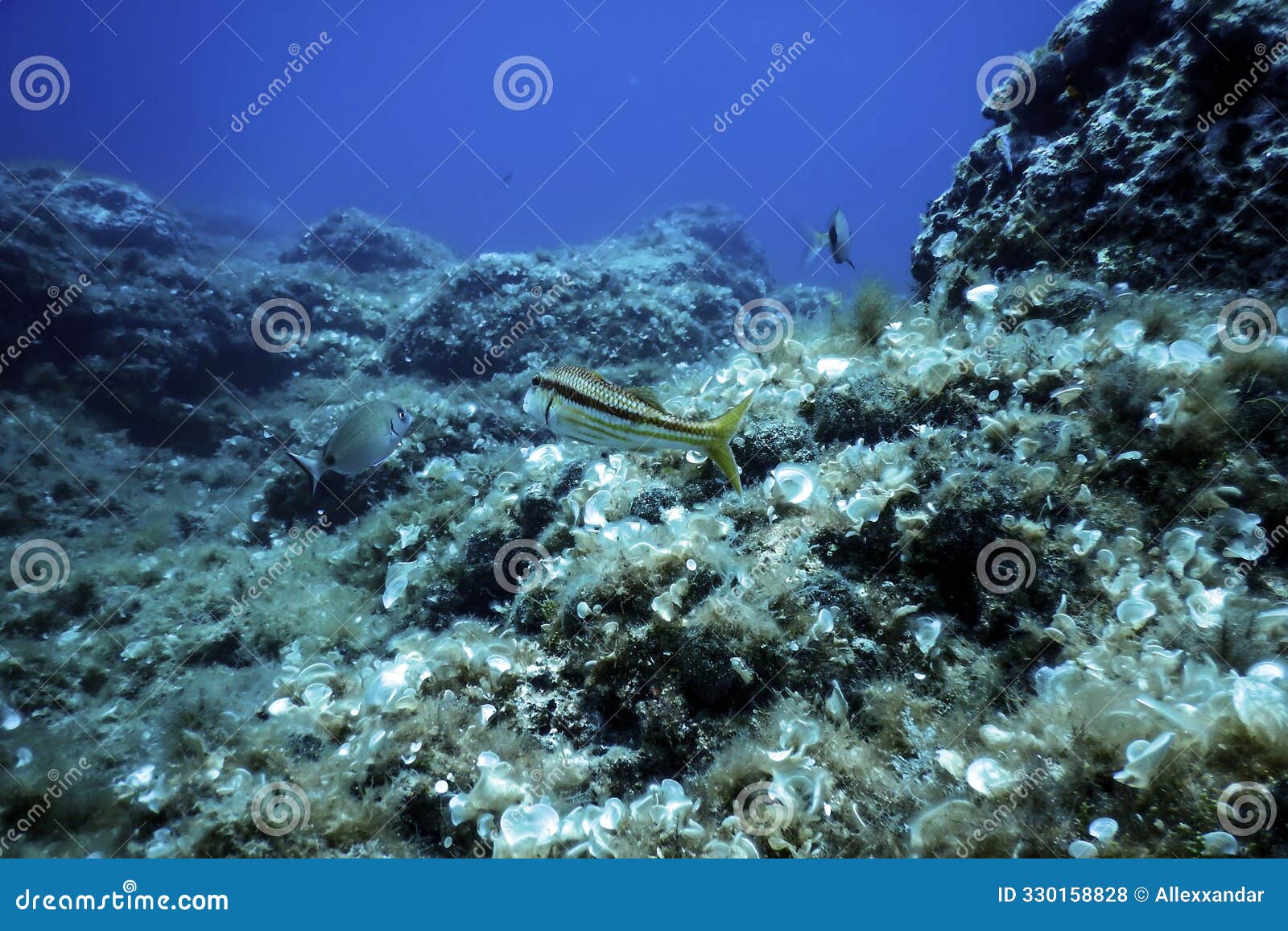 Red Mullet (Mullus Barbatus) Underwater Stock Photo - Image of undersea ...