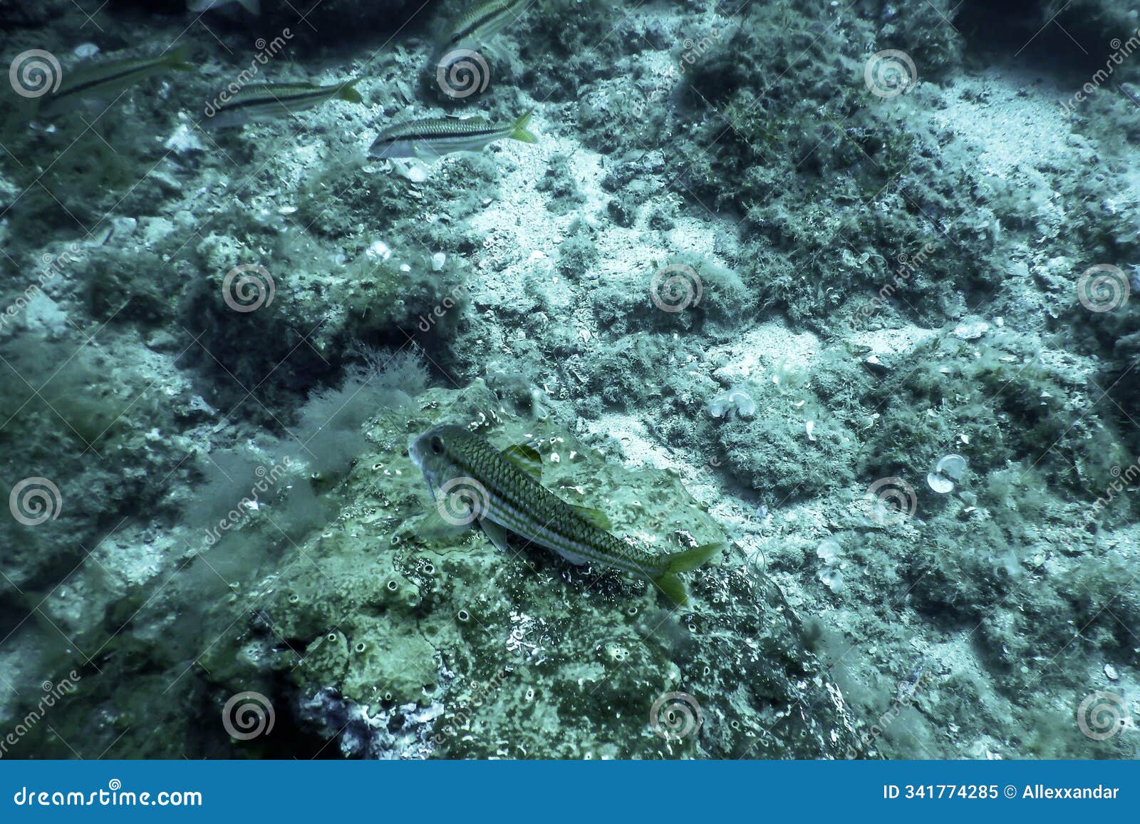 Red Mullet (Mullus Barbatus) Underwater Stock Image - Image of ecology ...