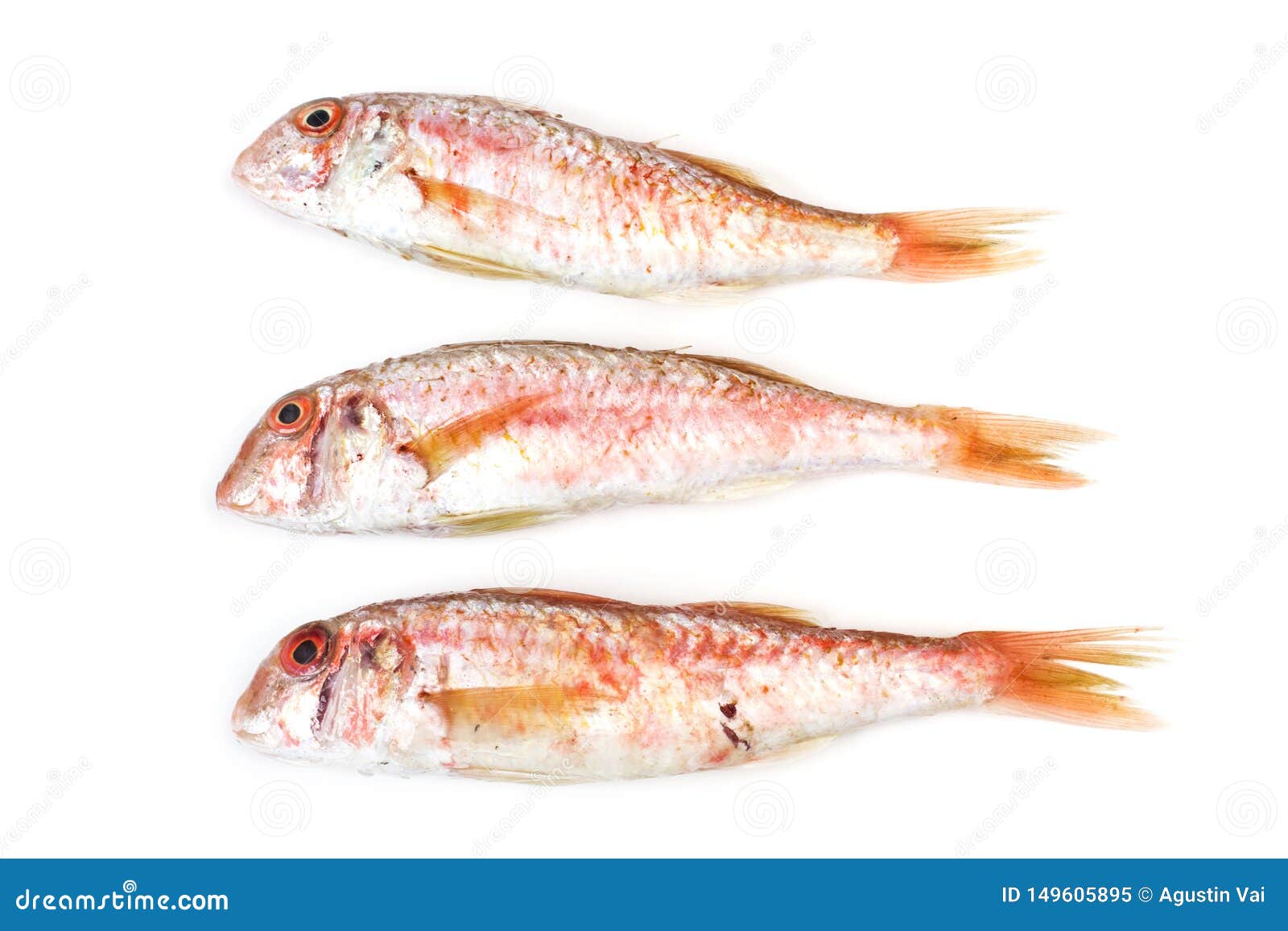 Red Mullets in an Isolated View Stock Image - Image of surmullet, food ...