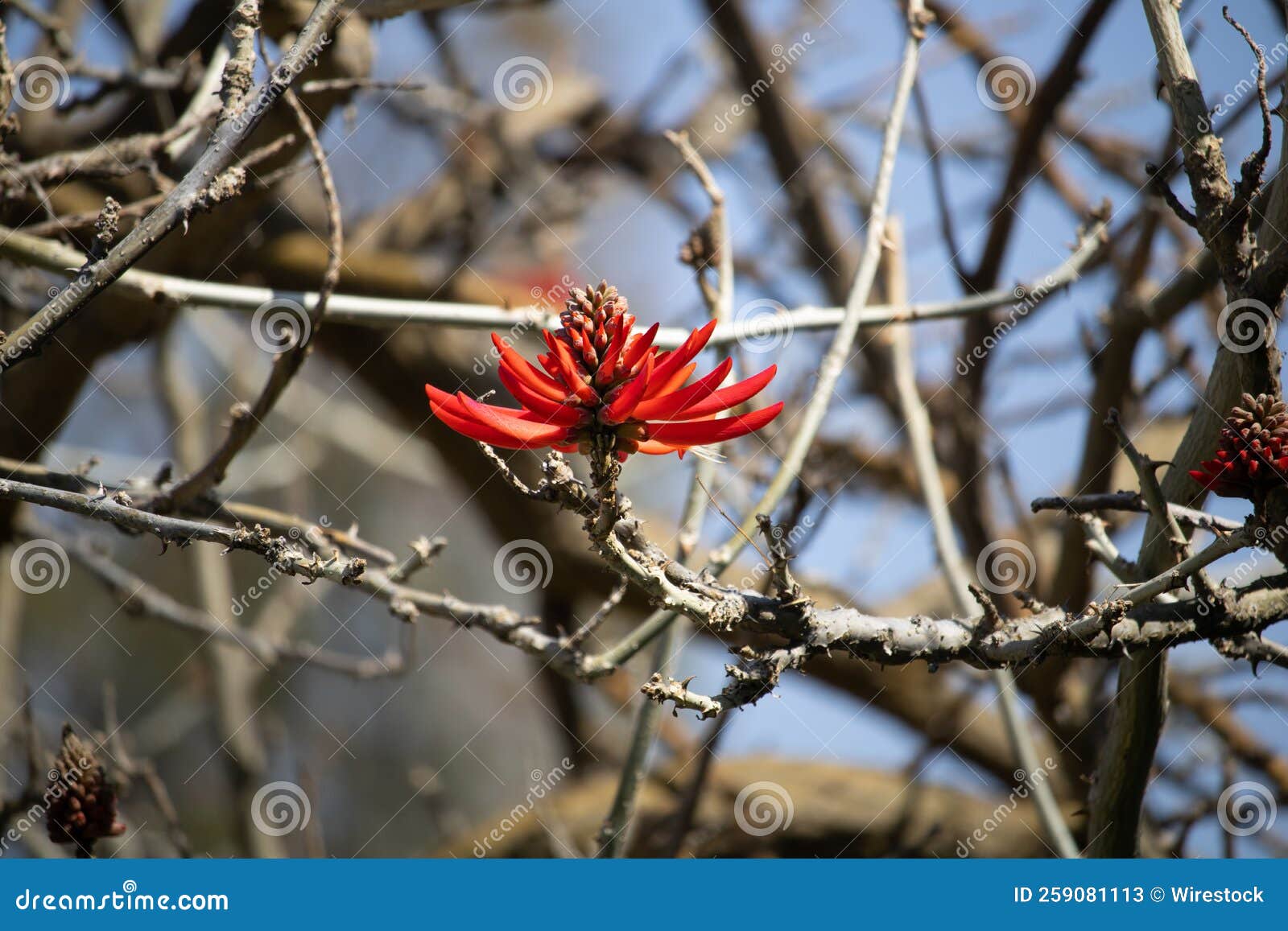 Red Mulungu Ornamental Tree Branches Stock Image - Image of beautiful ...
