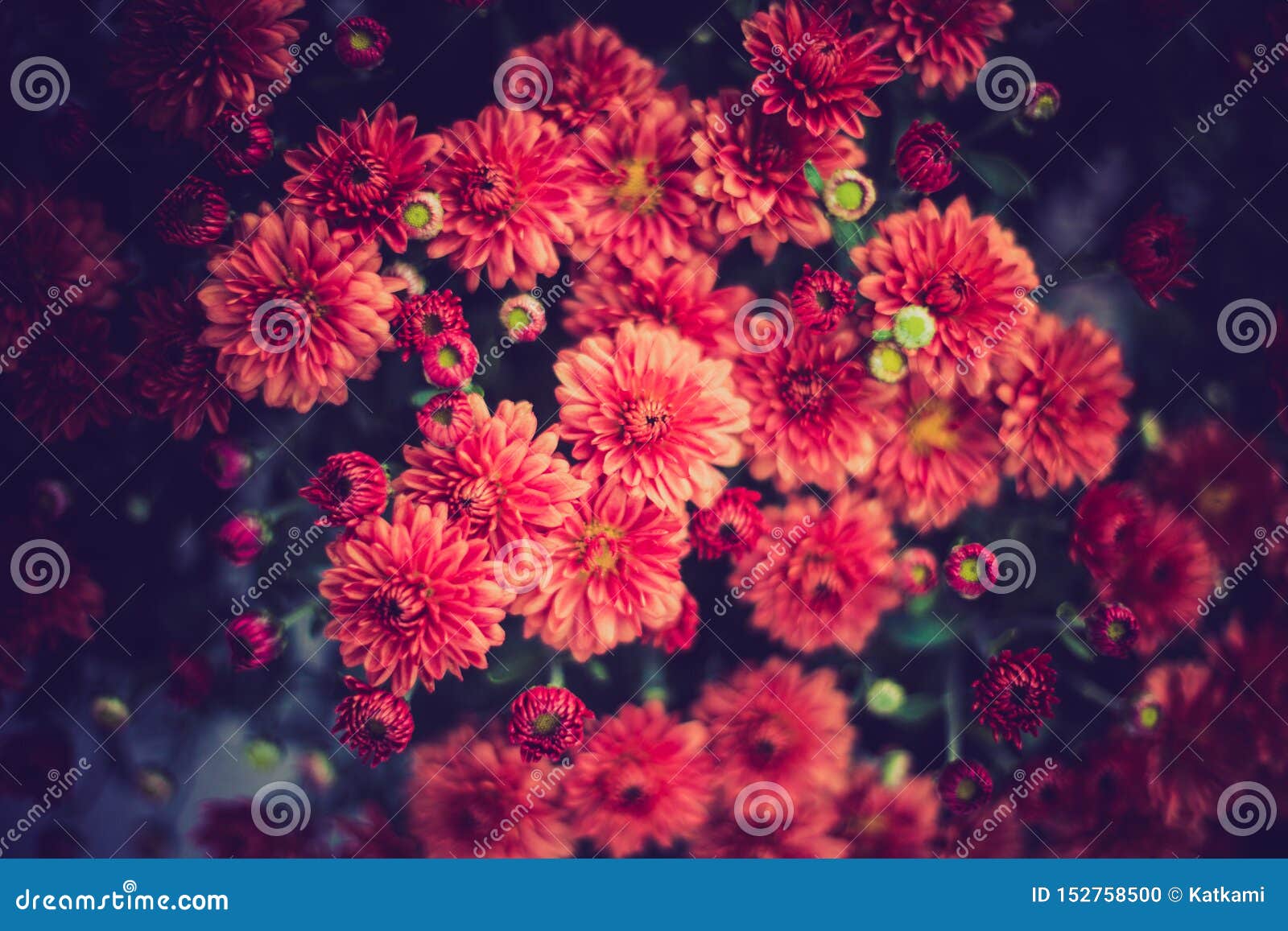 Red Mum Flowers in a Dark Room Stock Photo - Image of autumn, mums ...