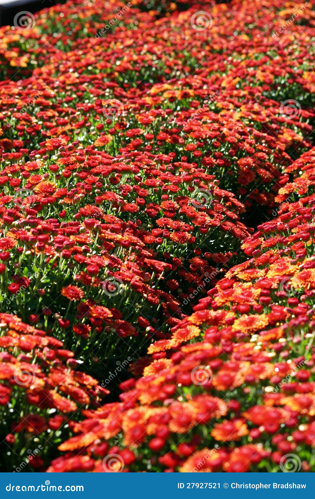 Red Mums stock image. Image of fall, flora, beauty, blossom - 27927521