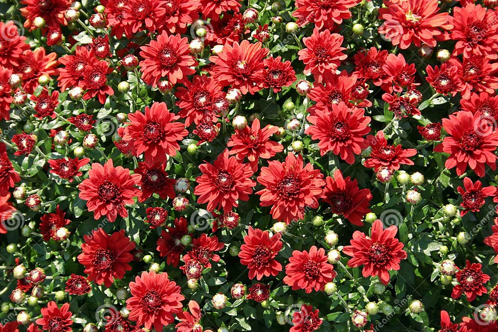 Red Mums stock photo. Image of floral, flower, buds, beauty - 6520376