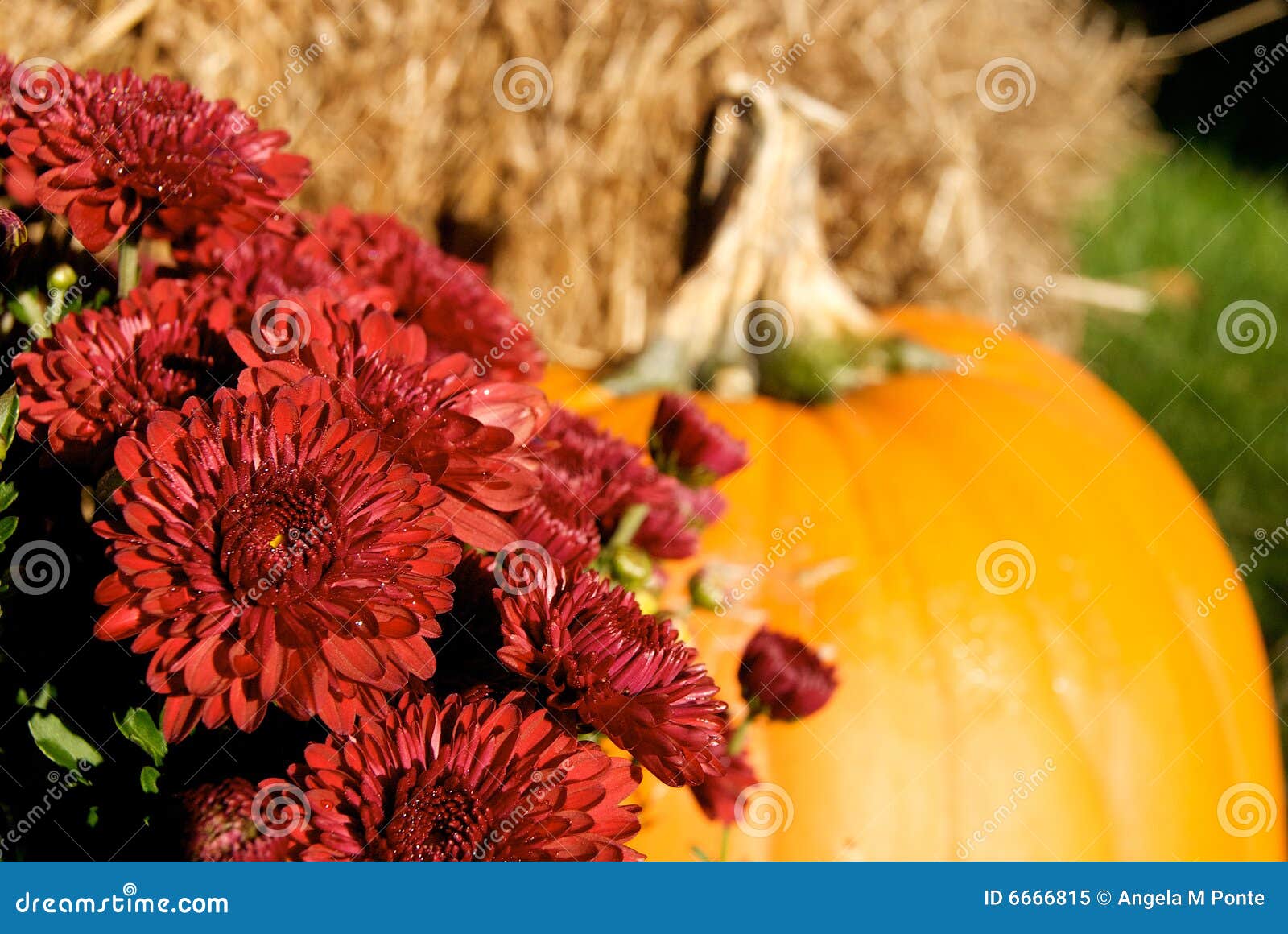 Red Mums and Pumpkin for Halloween Stock Image - Image of mums ...