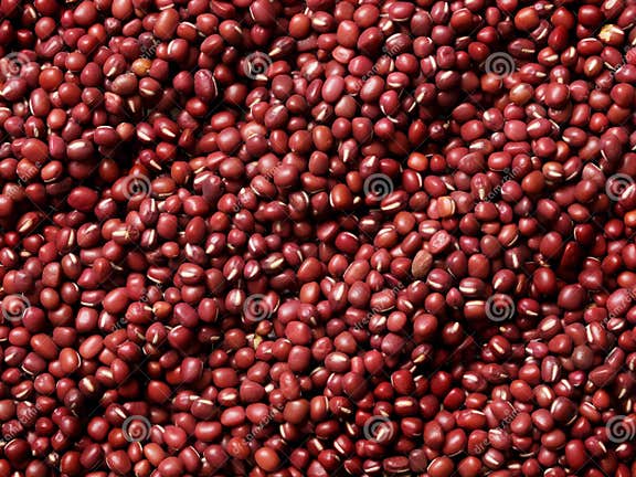 Red mung beans stock image. Image of beans, uncooked - 17853585