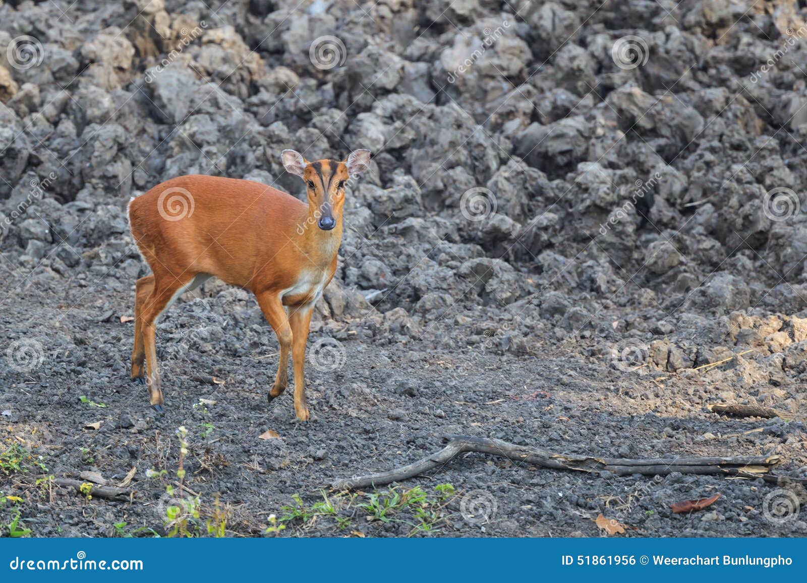 Red Muntjac in the forest stock photo. Image of animal - 51861956