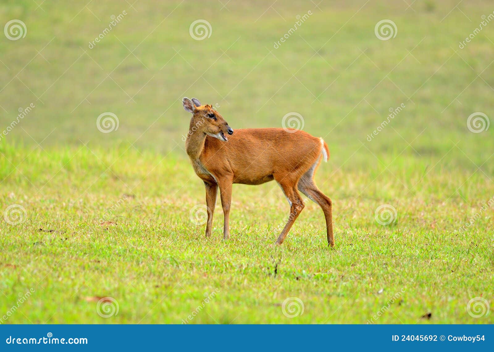 Red muntjack stock photo. Image of forest, grass, alone - 24045692