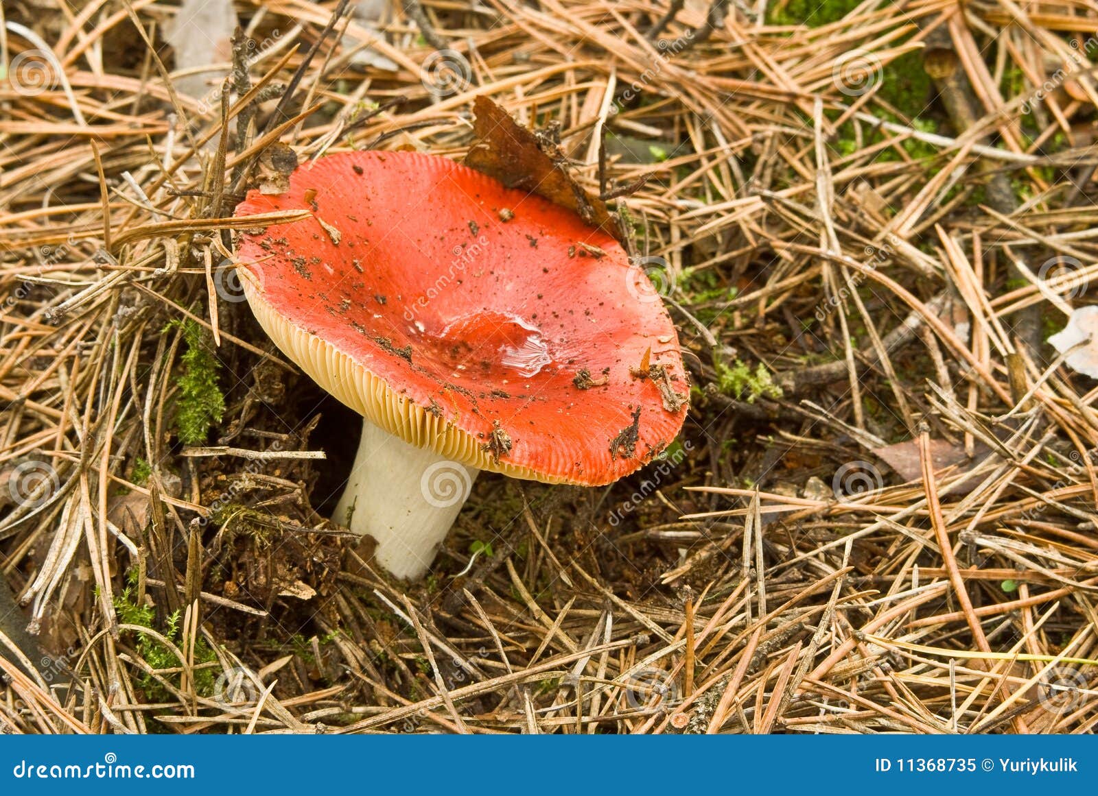 Red mushroom stock image. Image of closeup, bright, fading - 11368735