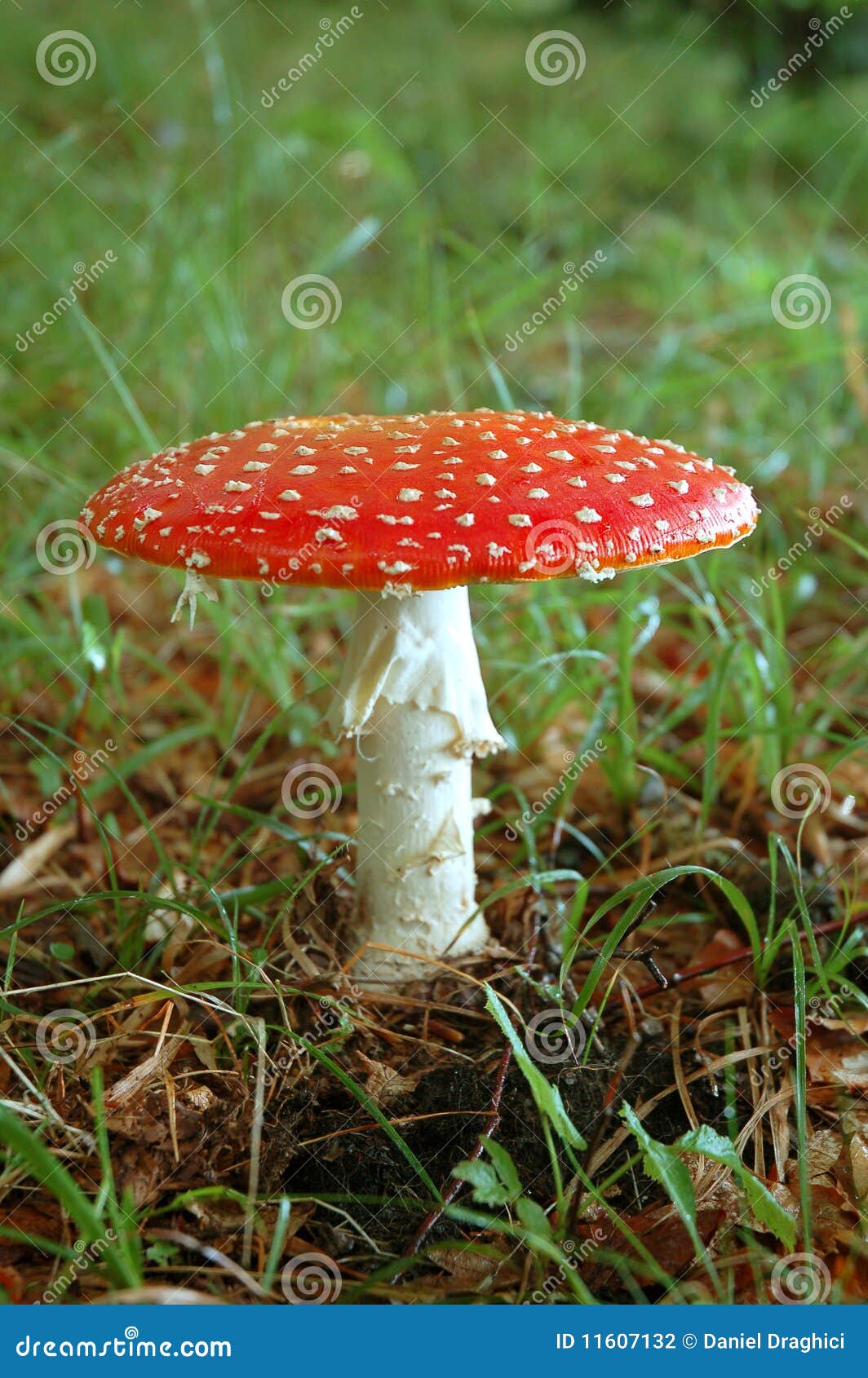 Red mushroom stock photo. Image of together, pileus, toxic - 11607132
