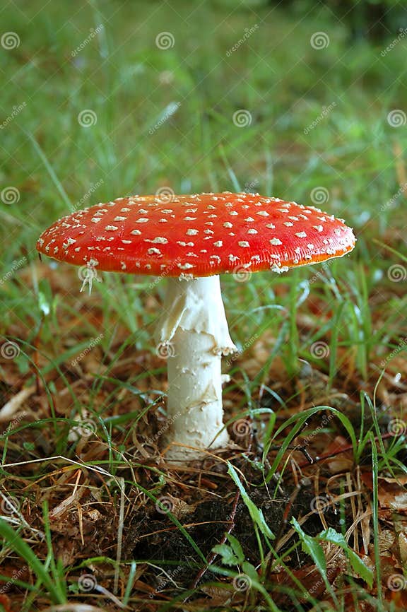 Red mushroom stock photo. Image of together, pileus, toxic - 11607132