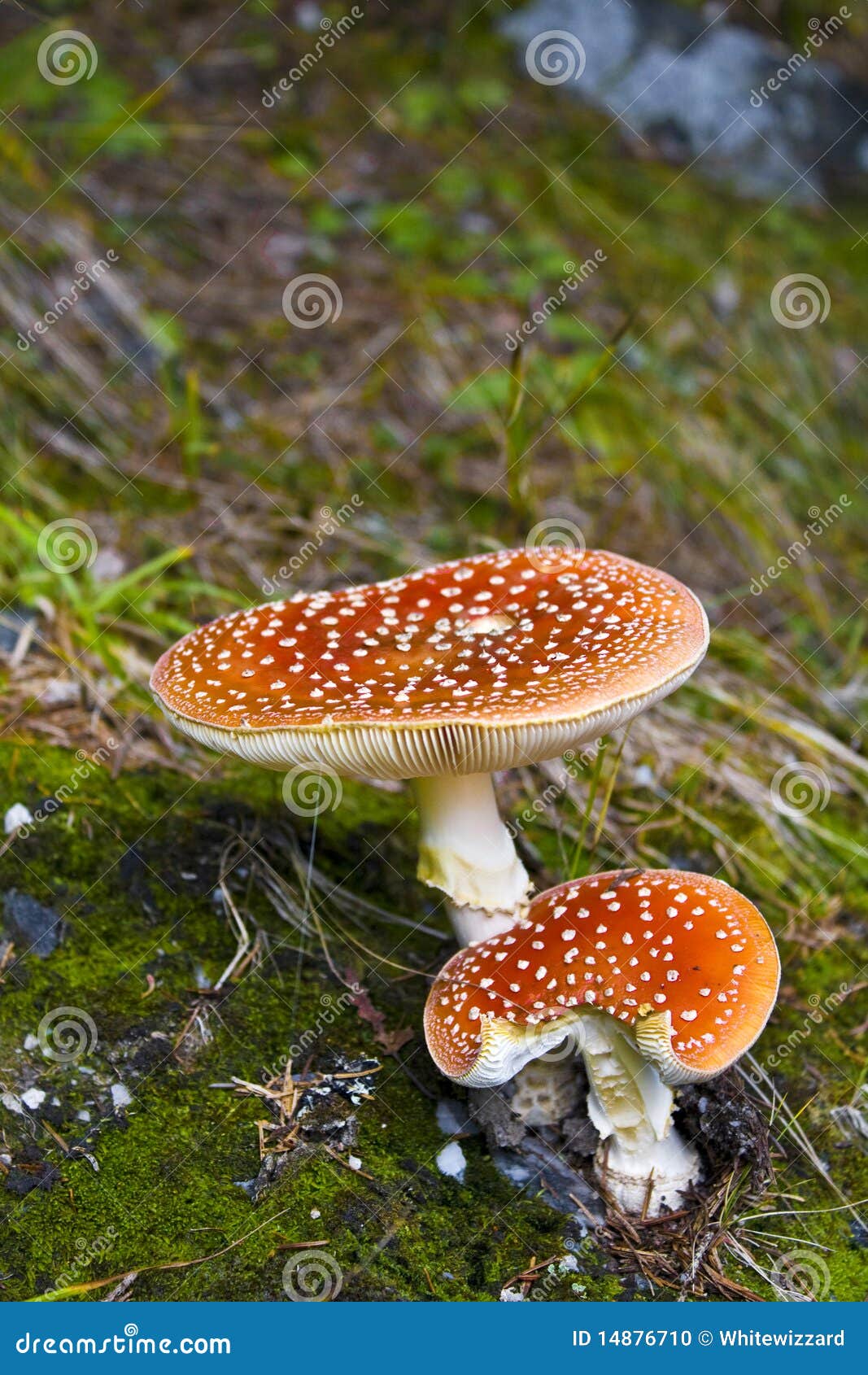 Red mushroom stock photo. Image of light, forest, garden - 14876710