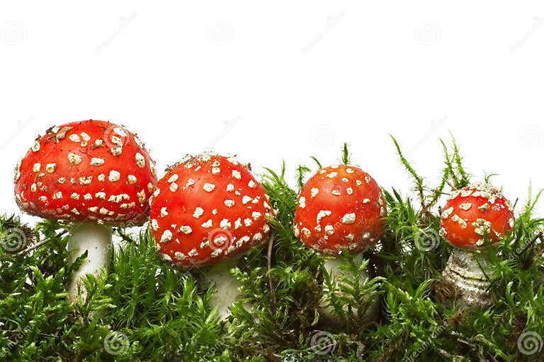 Red mushroom stock photo. Image of frame, abstract, venom - 4727290