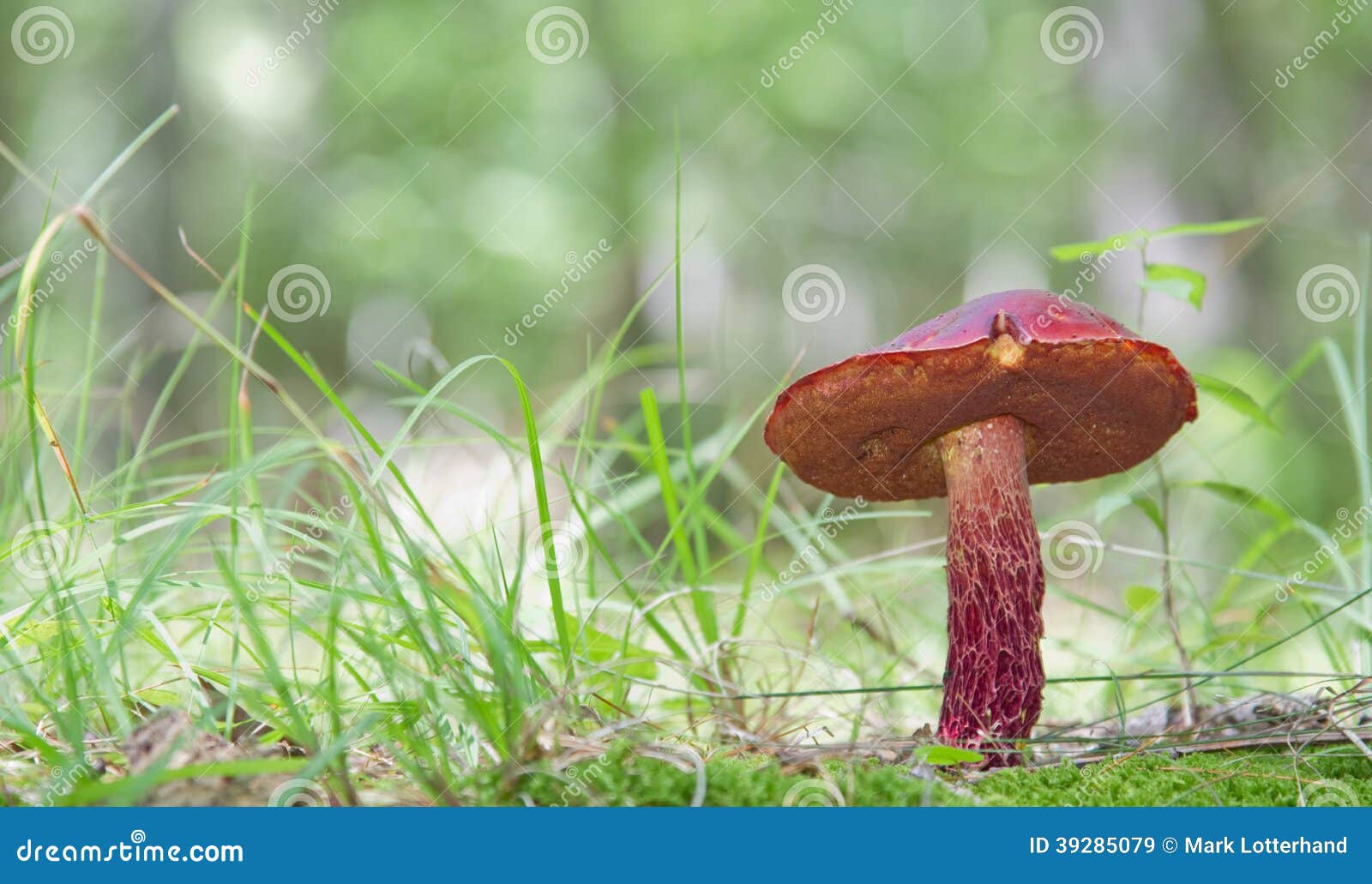 Red Mushroom stock image. Image of fungi, blue, mushroom - 39285079