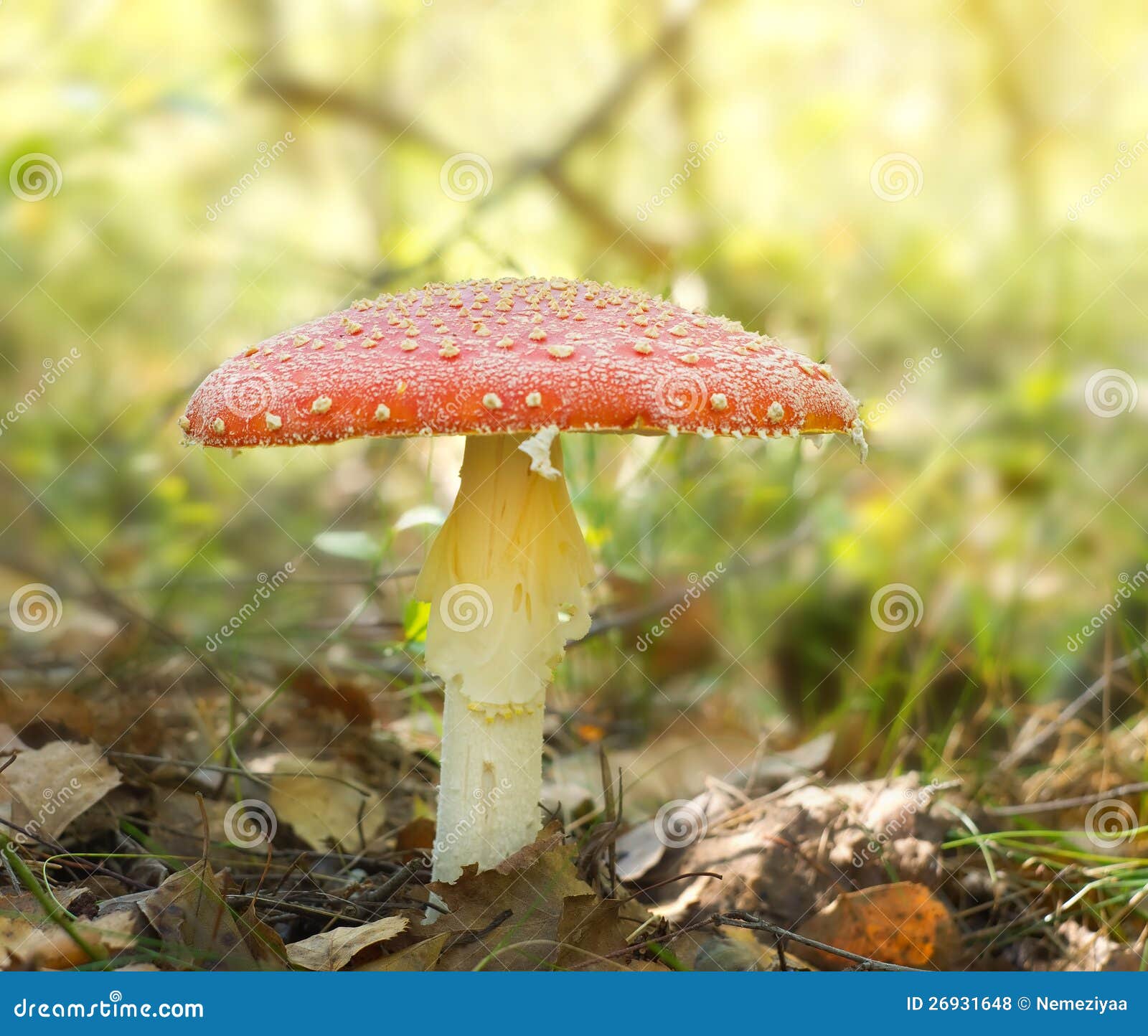 Red mushroom fung stock photo. Image of spotty, muscaria - 26931648
