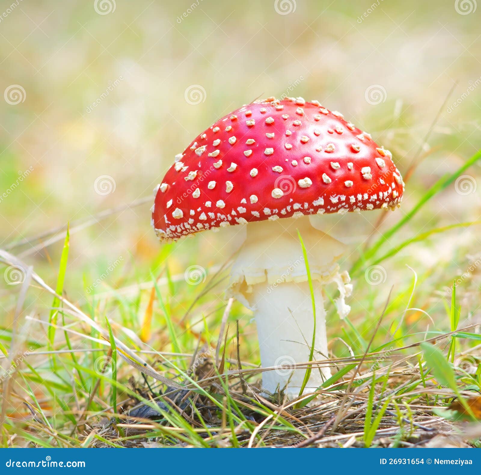 Red mushroom fungi stock photo. Image of magical, mushrooms - 26931654