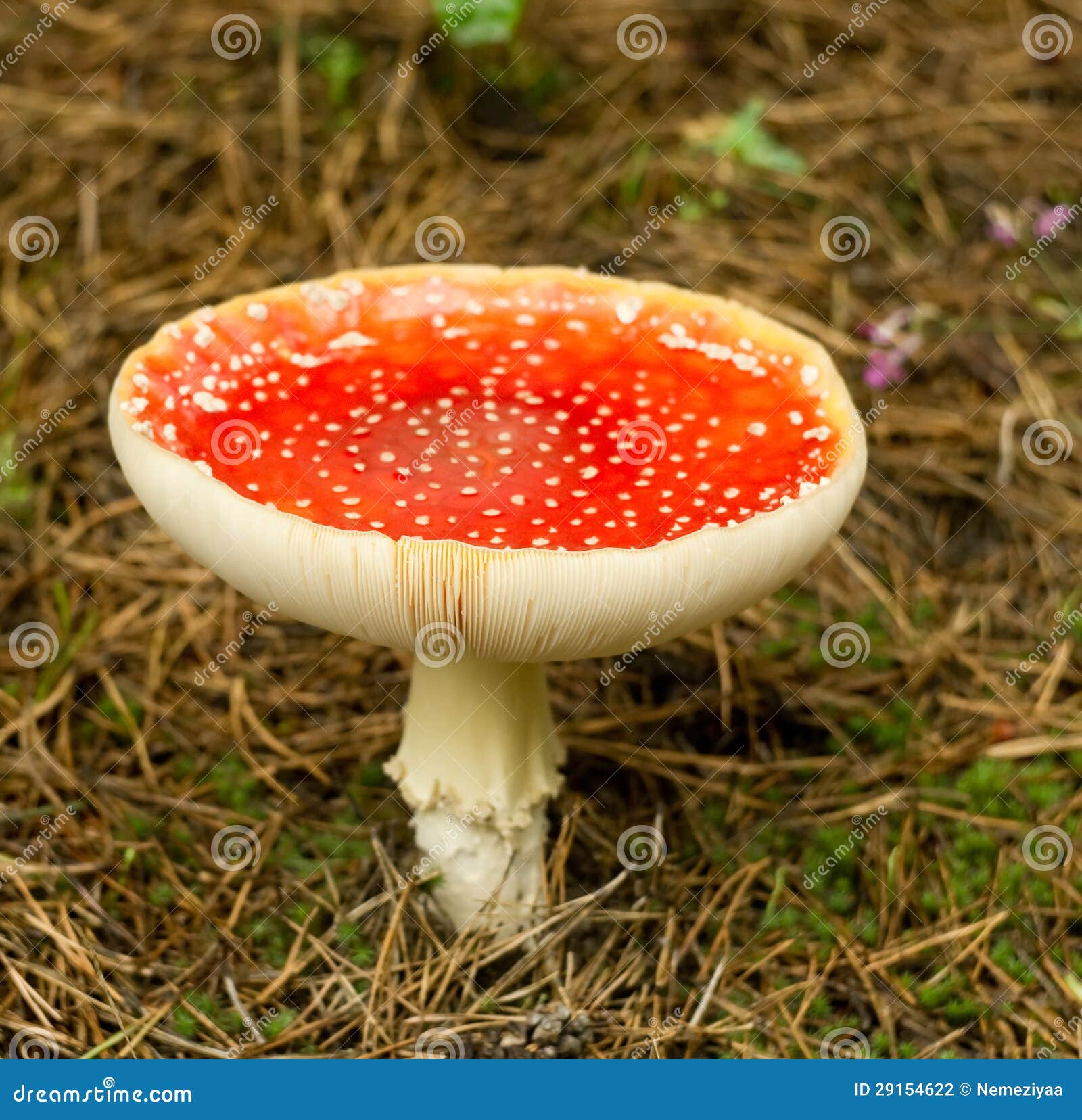 Red mushroom fungi stock photo. Image of fairies, spotted - 29154622