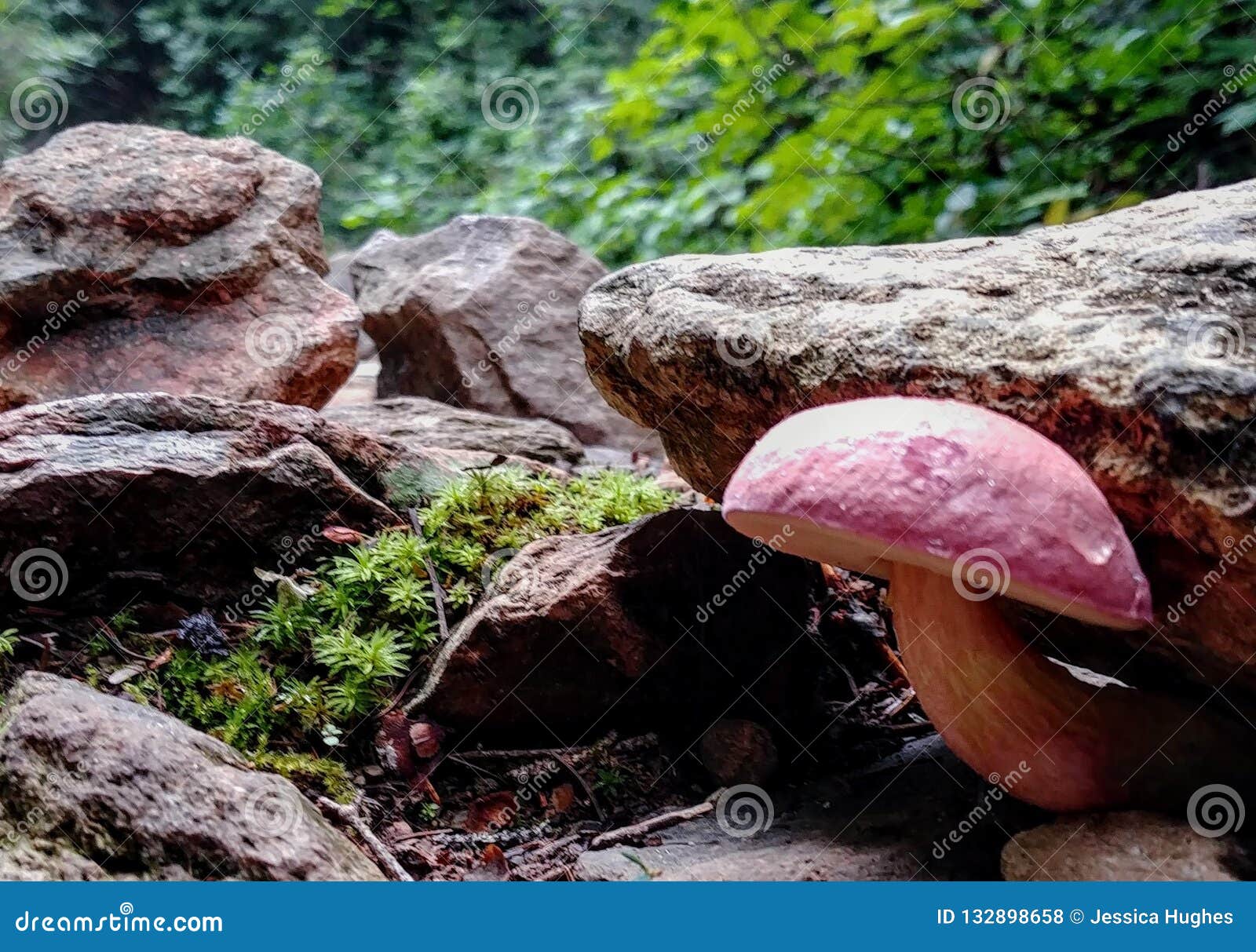 Red mushroom stock photo. Image of trees, mushroom, growing - 132898658