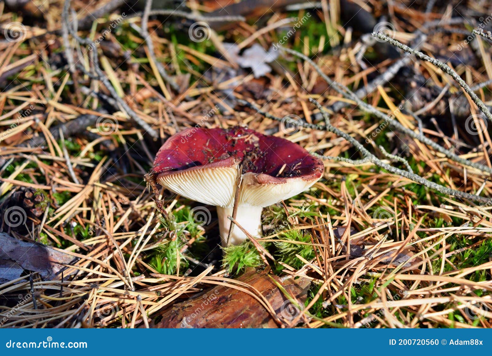 Red mushroom russula stock photo. Image of saturated - 200720560