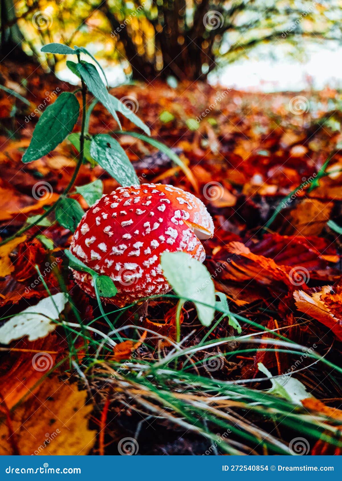 Red Mushroom among the Rust Leaves Stock Photo - Image of mushroom ...