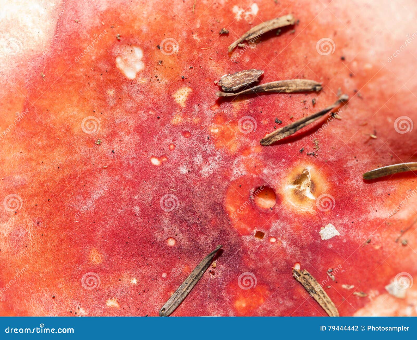 Closeup Mushroom Top Texture Stock Images - Download 959 Royalty Free ...