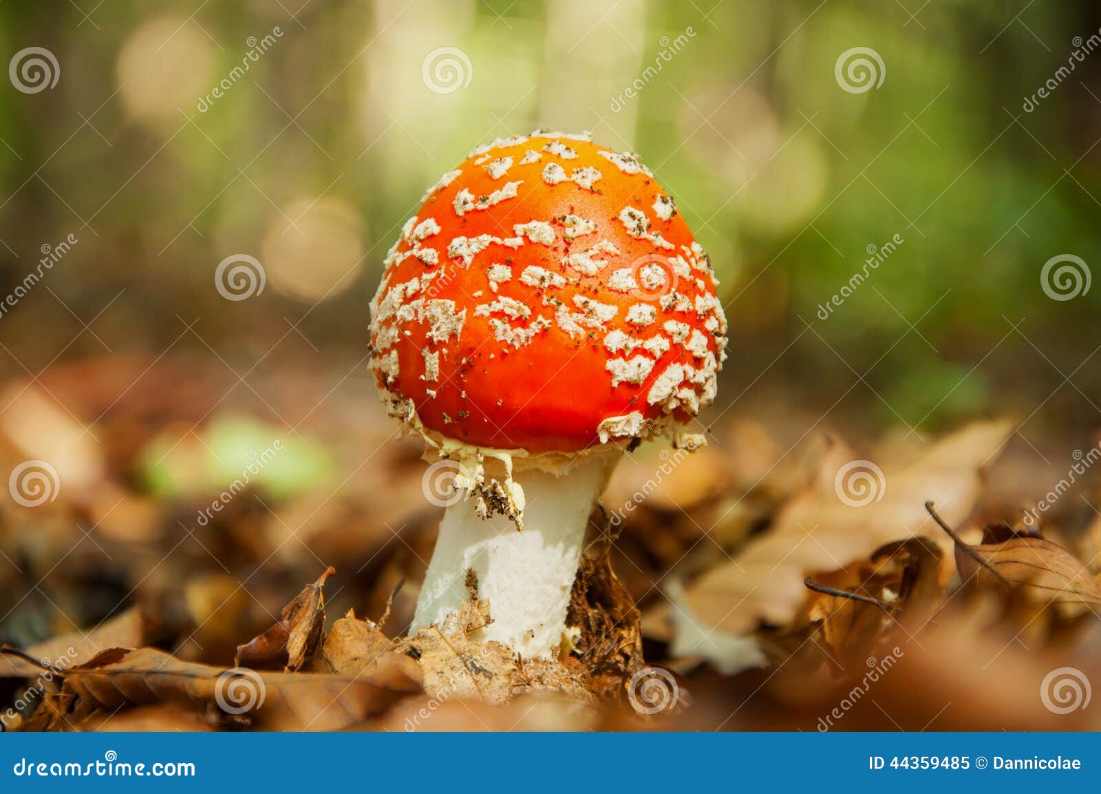 Red Mushroom with White Dots Stock Image - Image of autumn, drug: 44359485