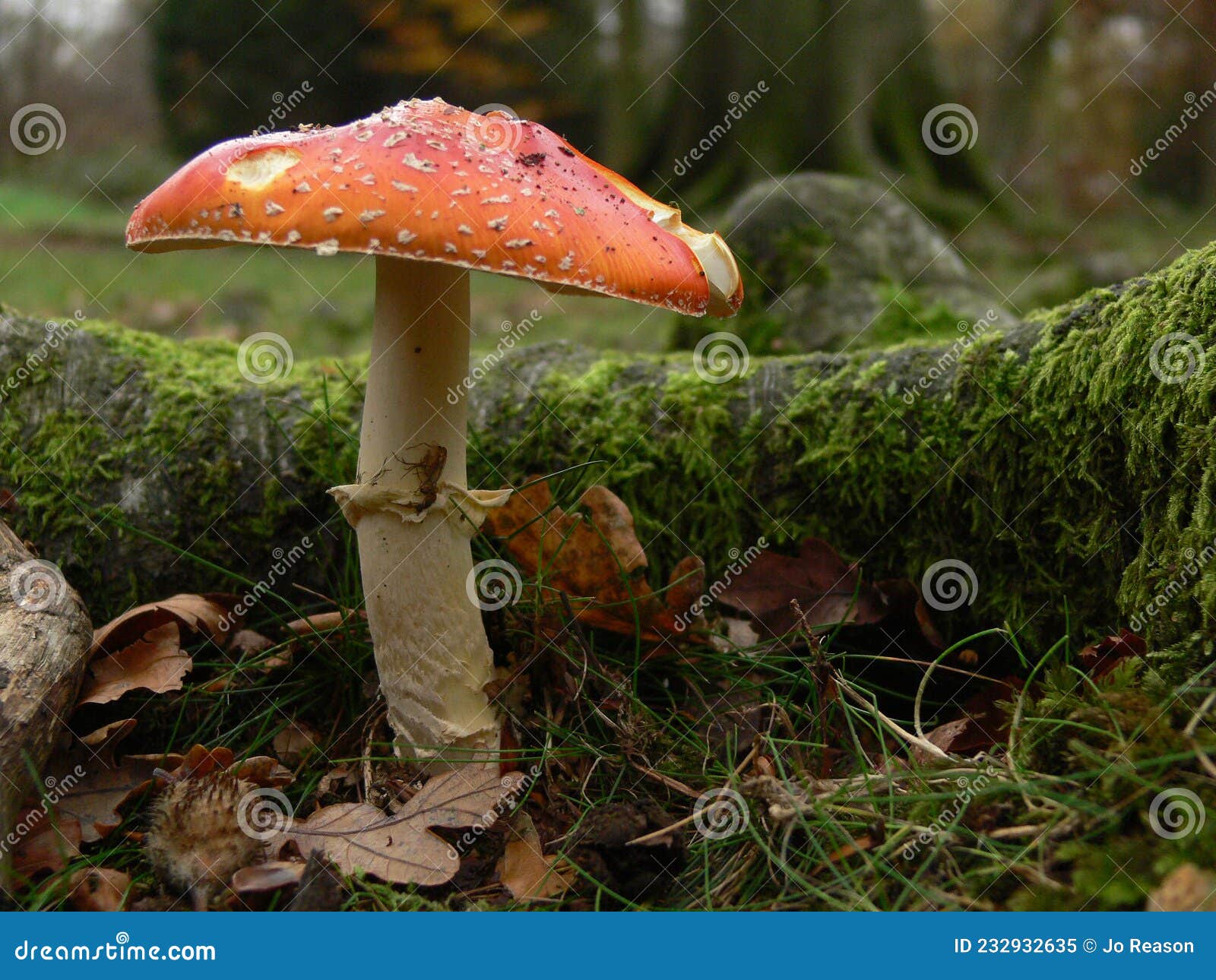 A Red Mushroom with a White Stalk Stock Image - Image of muscaria ...