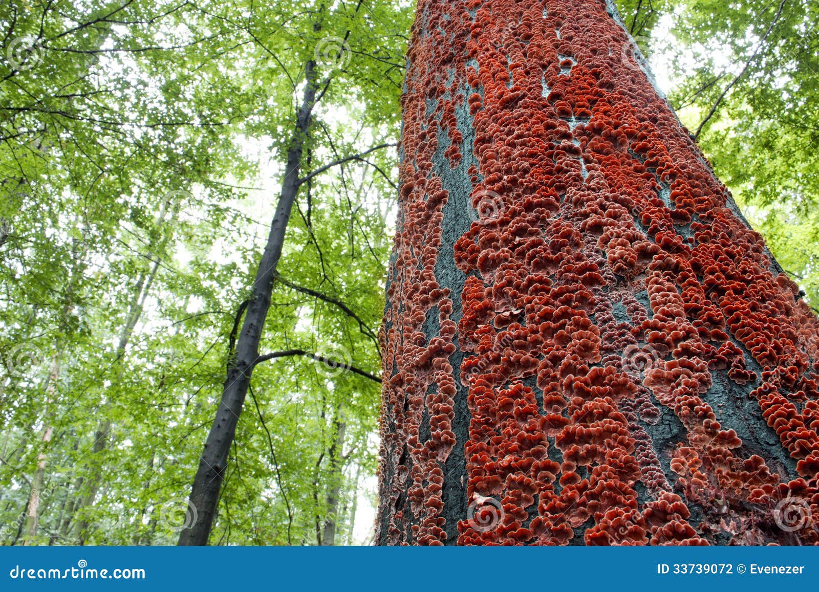 Red Mushrooms on the Bark of a Tree in the Forest Stock Photo - Image ...