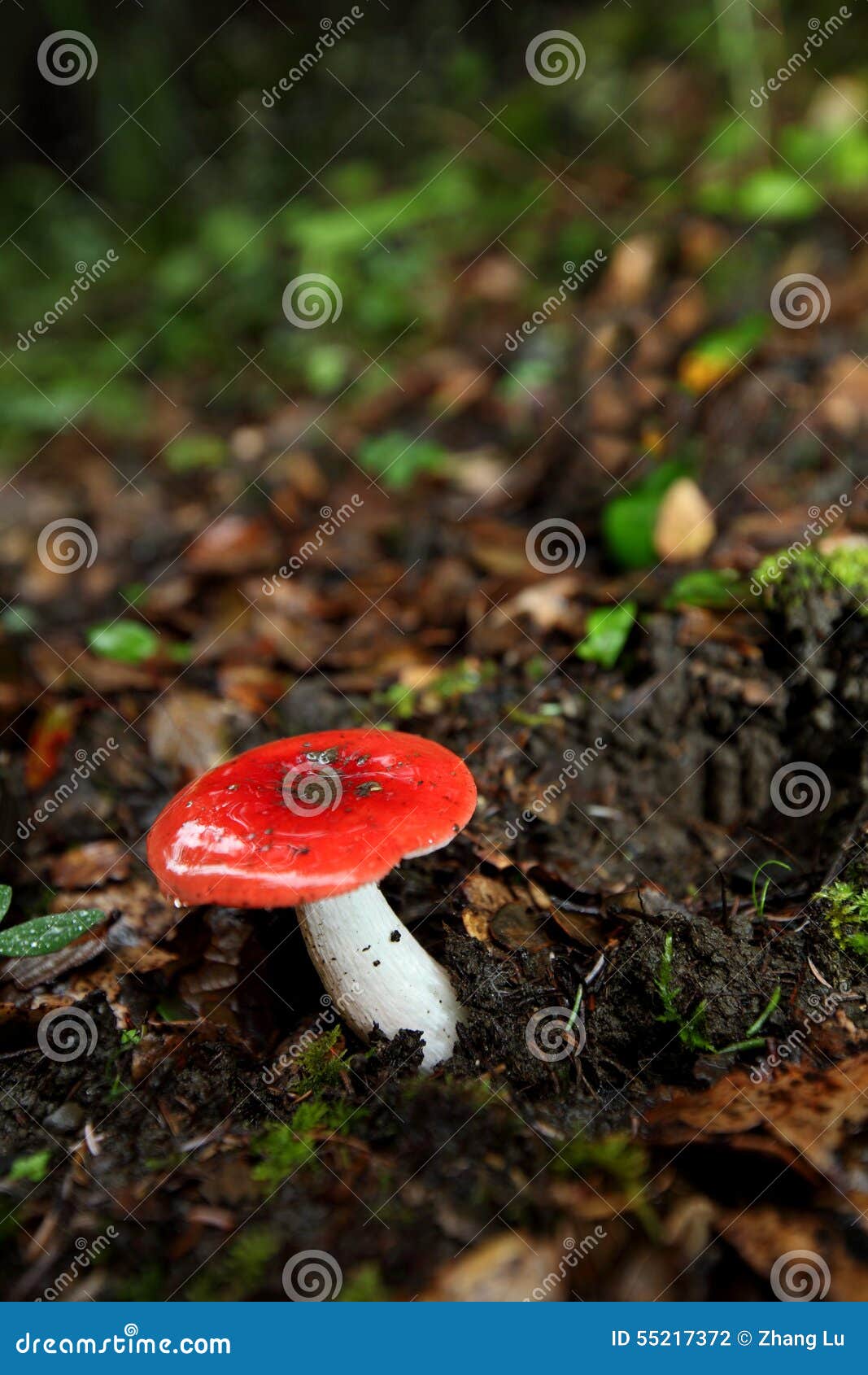 Red Mushirooms Stock Photos - Free & Royalty-Free Stock Photos from ...