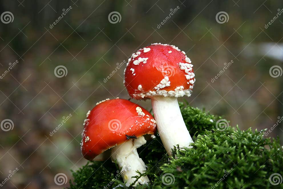 Red musroom stock photo. Image of food, closeup, 2007 - 3406474