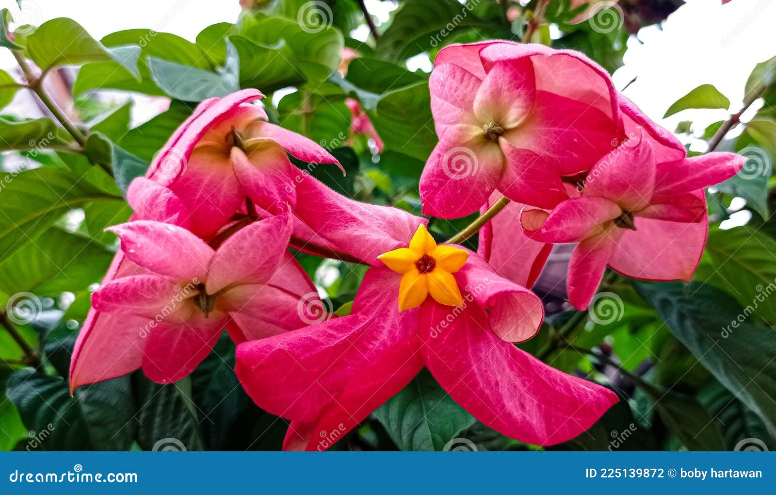 Red Mussaenda rose stock photo. Image of produce, tulip - 225139872