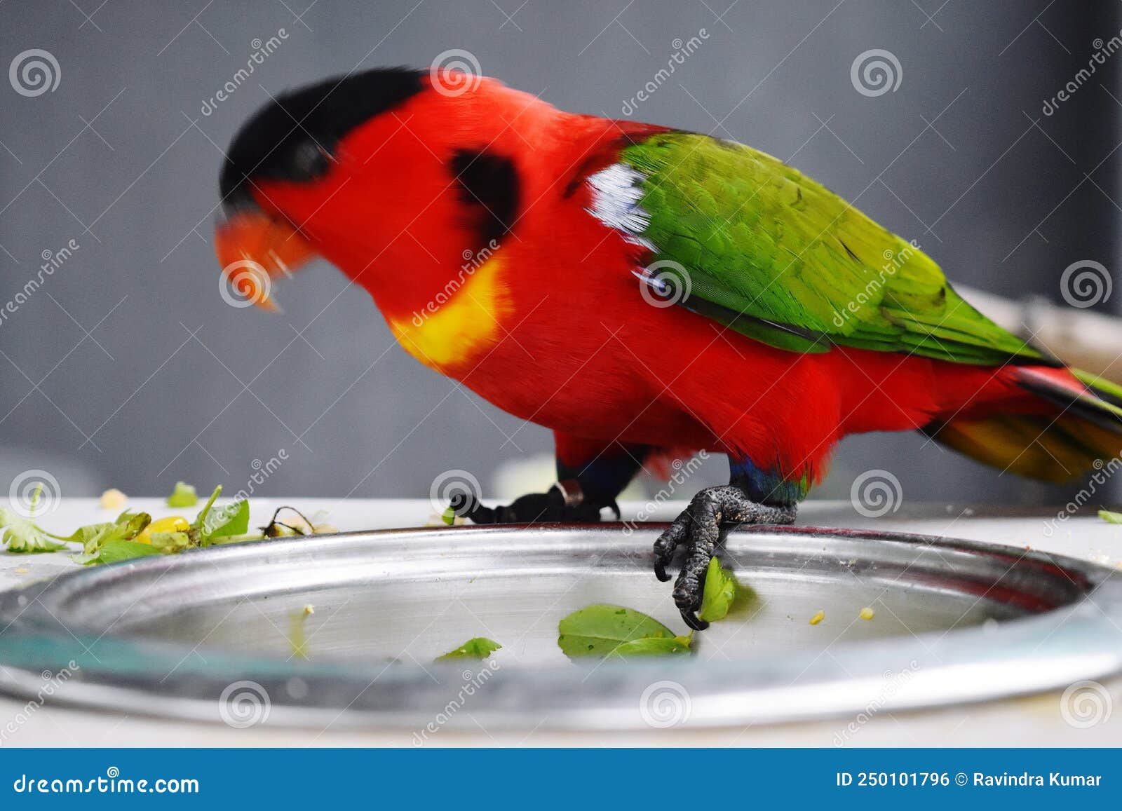 A red naked parrot stock photo. Image of wing, animal - 250101796