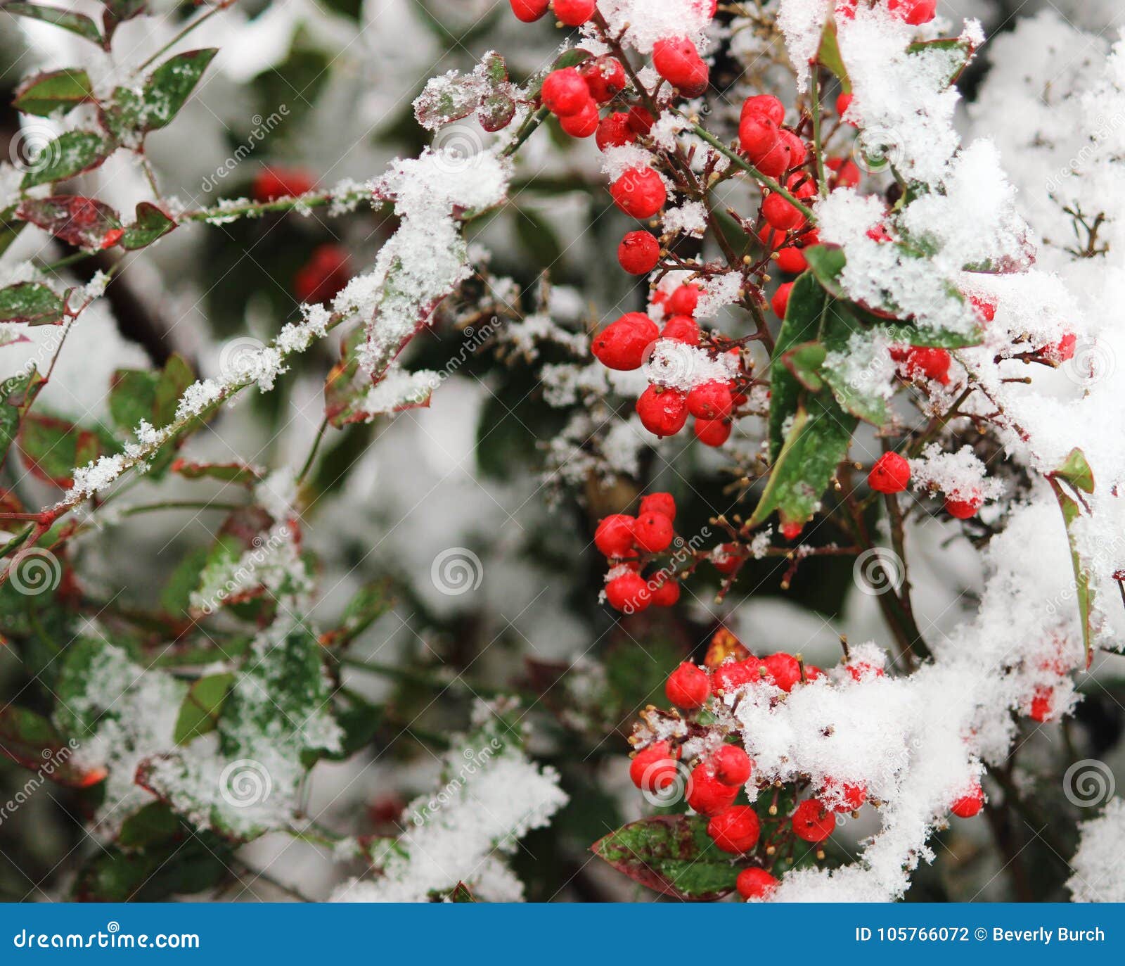 Red Nandina Berries in the Snow Stock Photo - Image of berries, colors ...