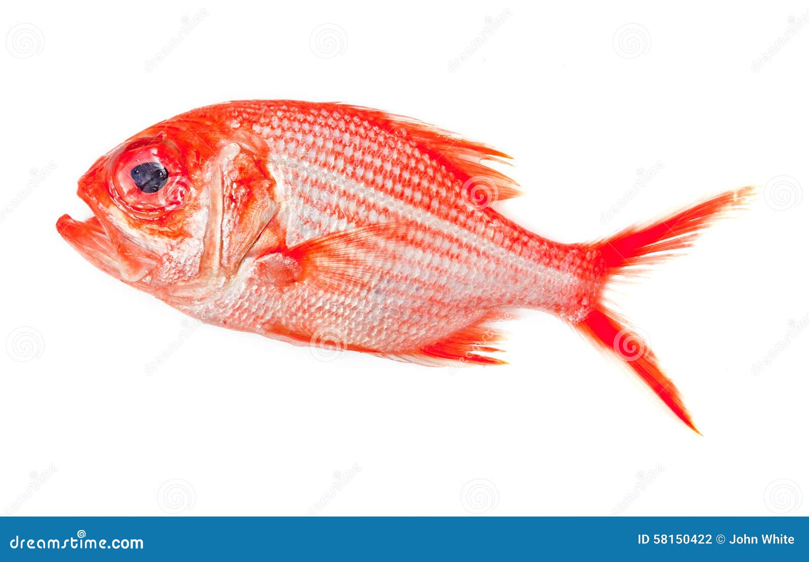 Red Nanigi Fish. Australia. Stock Photo - Image of eyre, south: 58150422