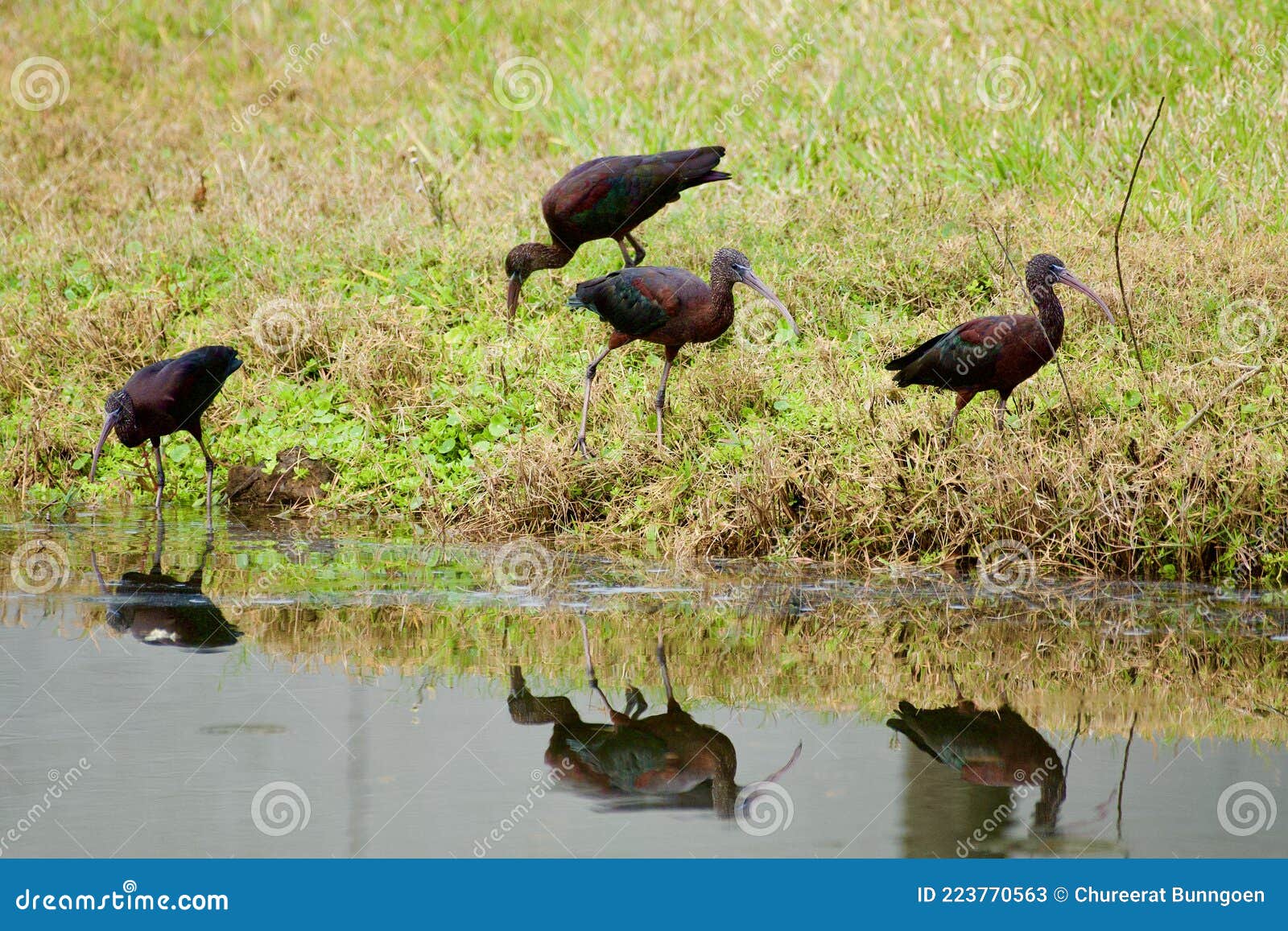 Red naped ibis stock image. Image of natural, naped - 223770563